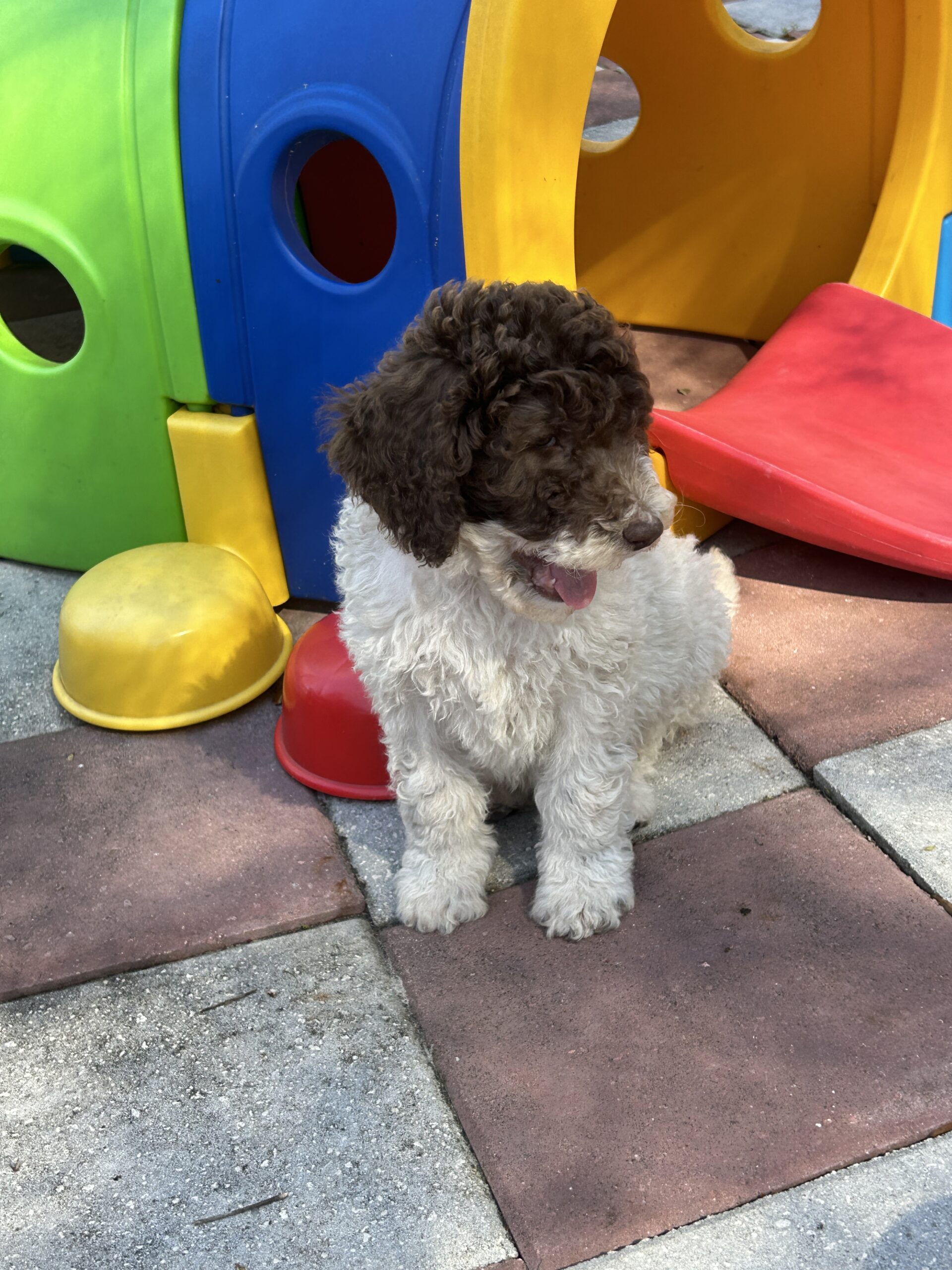 Jazzy: Orange Collar Boy: Multi Generation Chocolate Parti Labradoodle ...