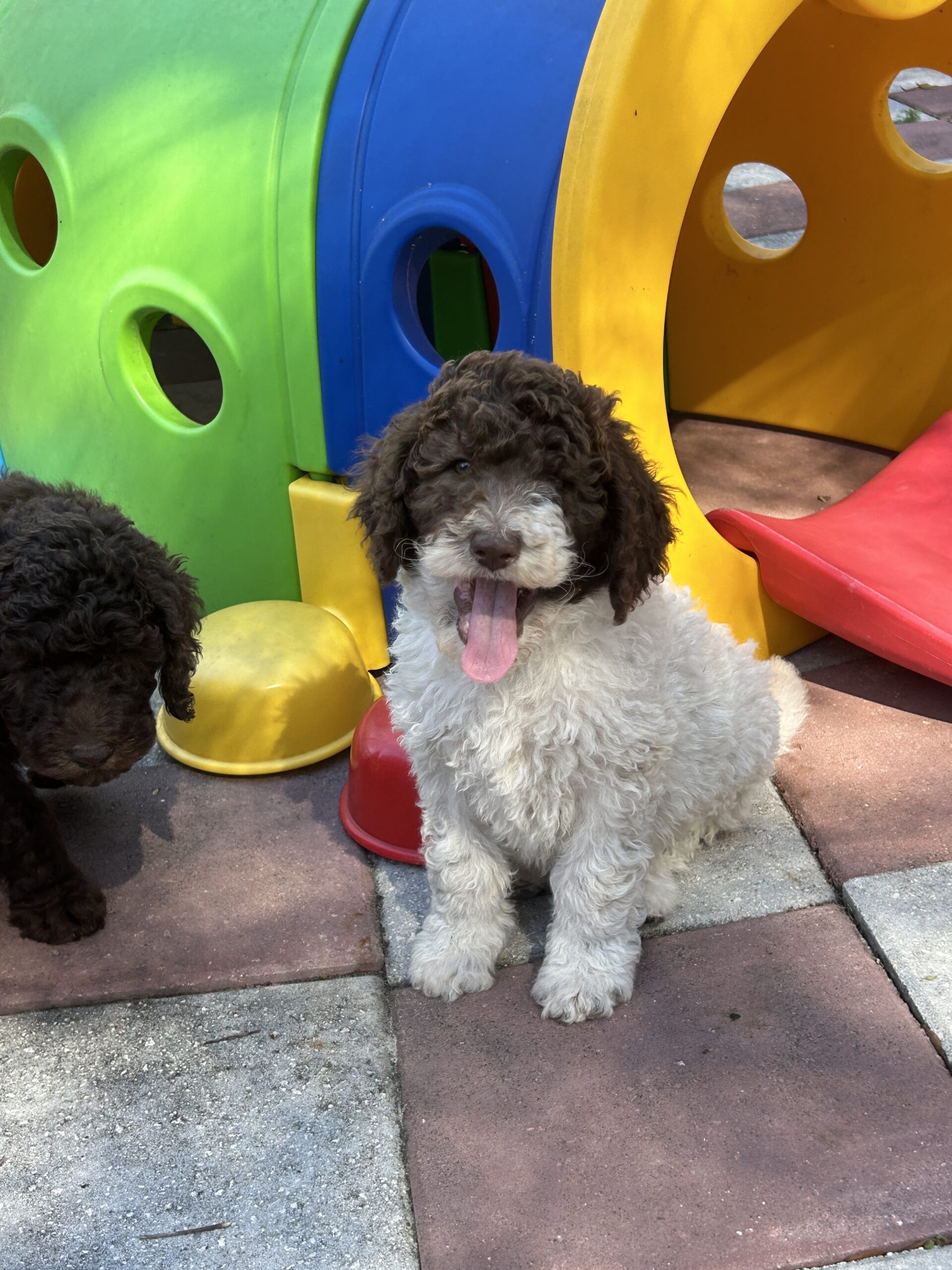 Jazzy: Orange Collar Boy: Multi Generation Chocolate Parti Labradoodle ...