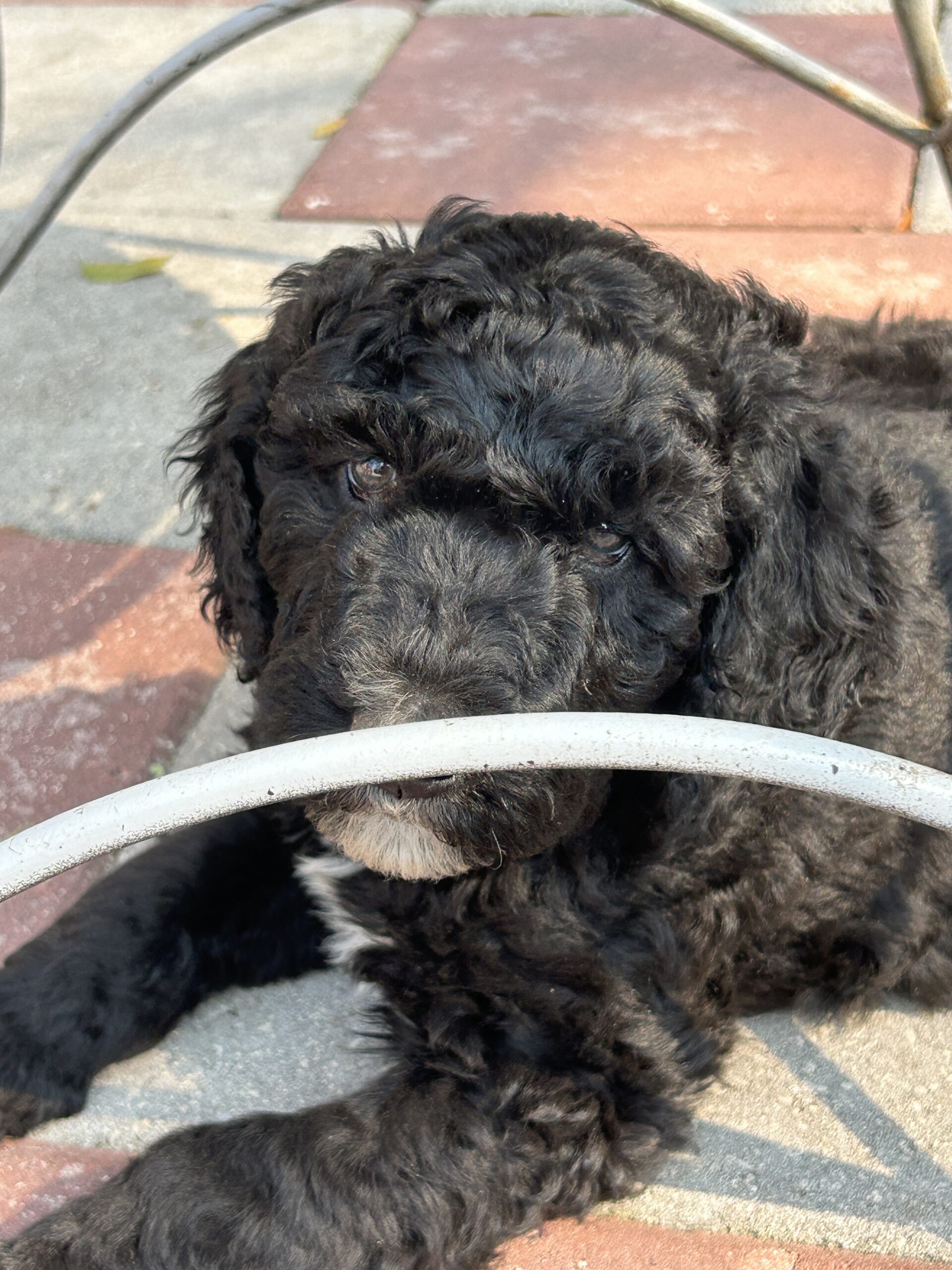 Xena: Blue Collar Boy: Multi Generation Black Labradoodle – Labradoodle ...