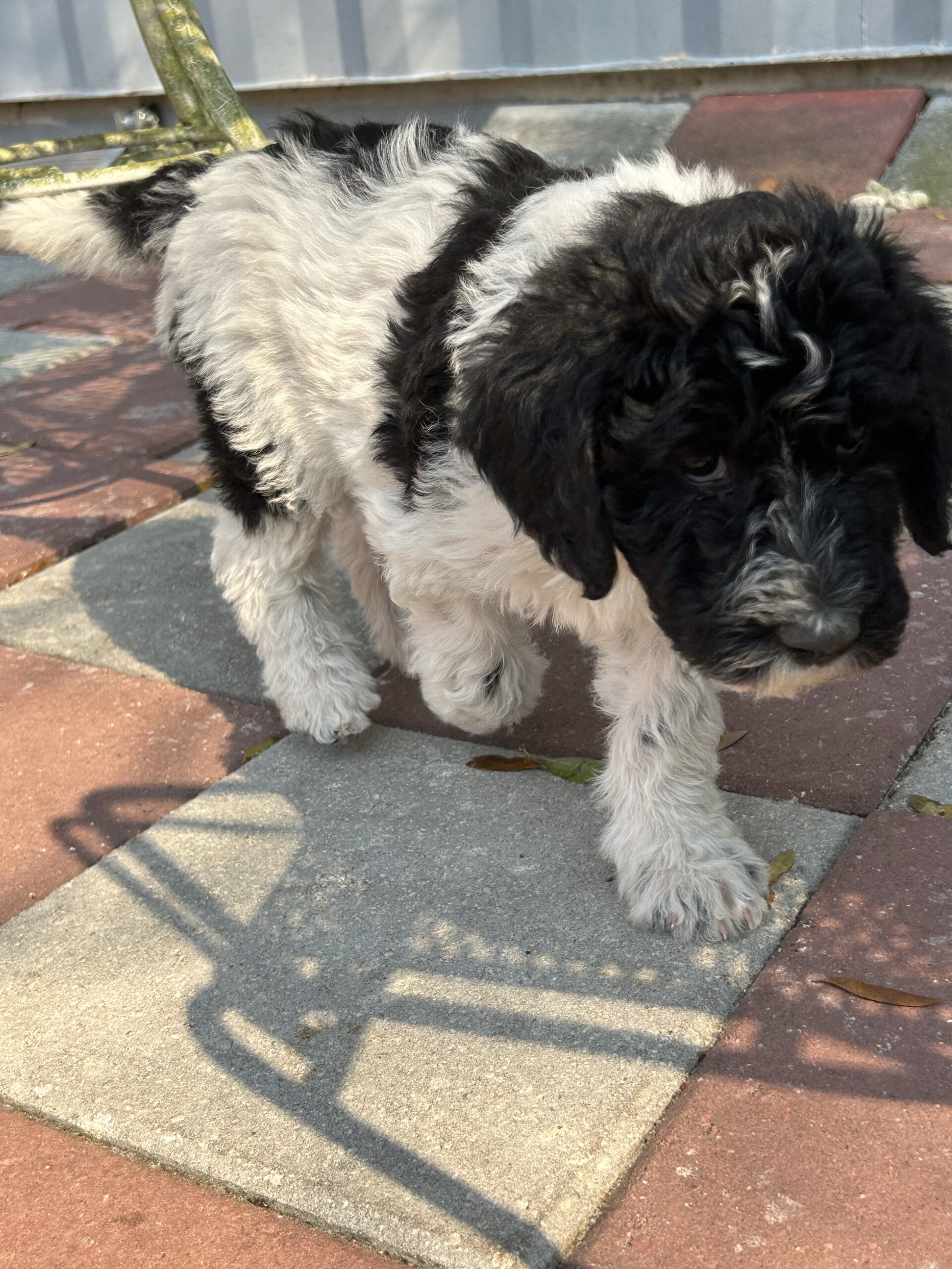 Xena: Purple Collar Girl: Multi Generation Black Parti Labradoodle ...