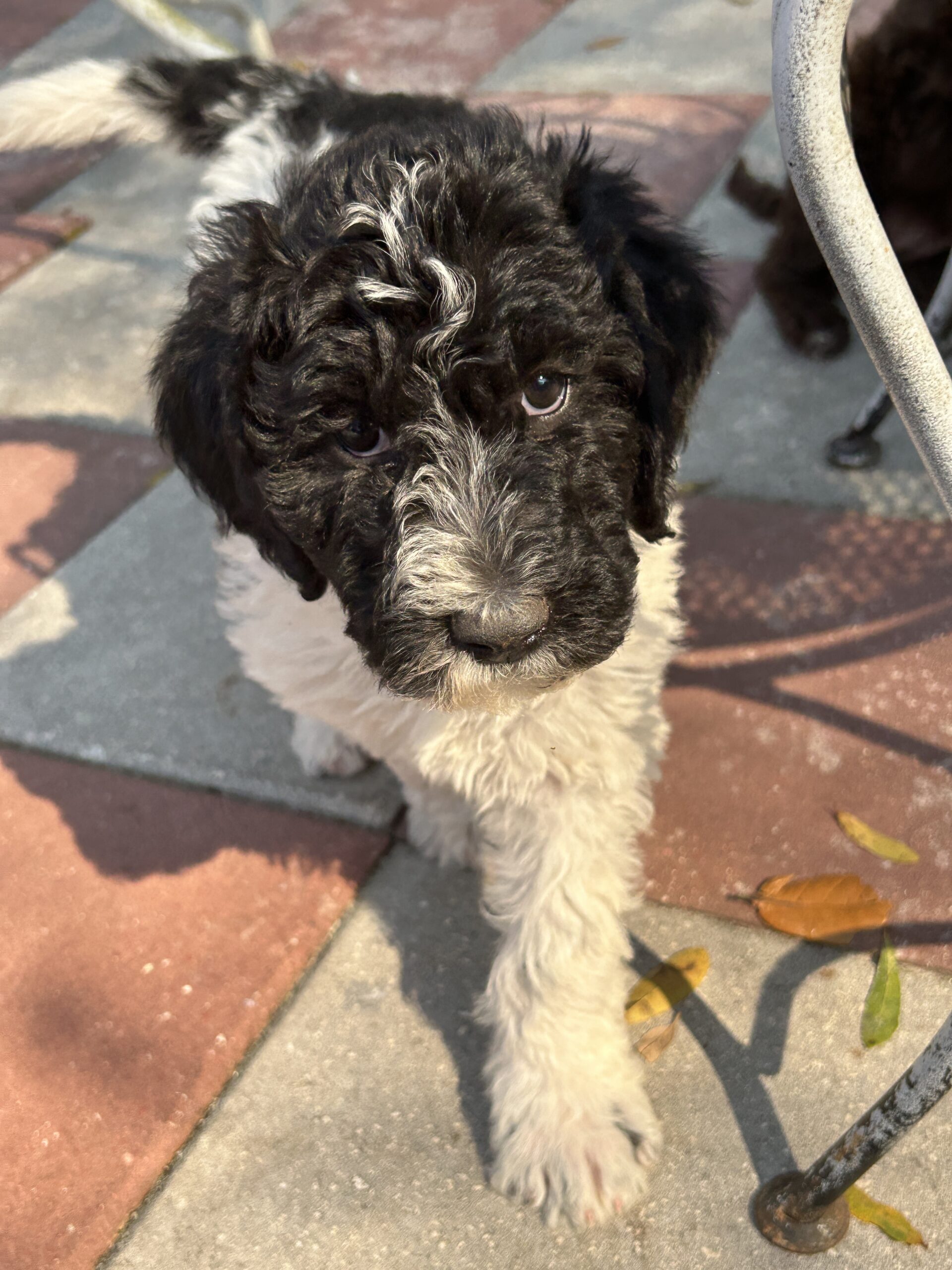 Xena: Purple Collar Girl: Multi Generation Black Parti Labradoodle ...