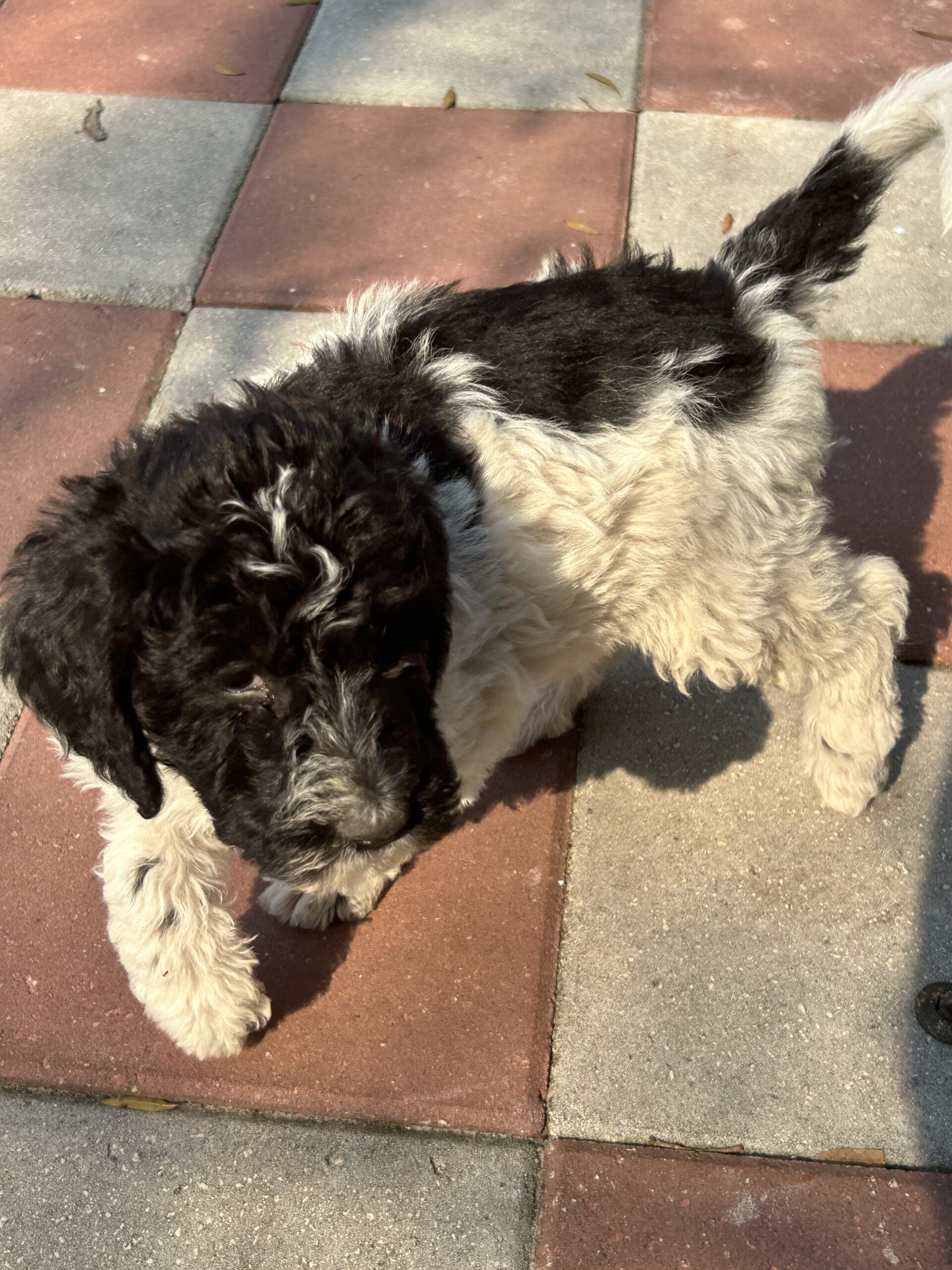 Xena: Purple Collar Girl: Multi Generation Black Parti Labradoodle ...