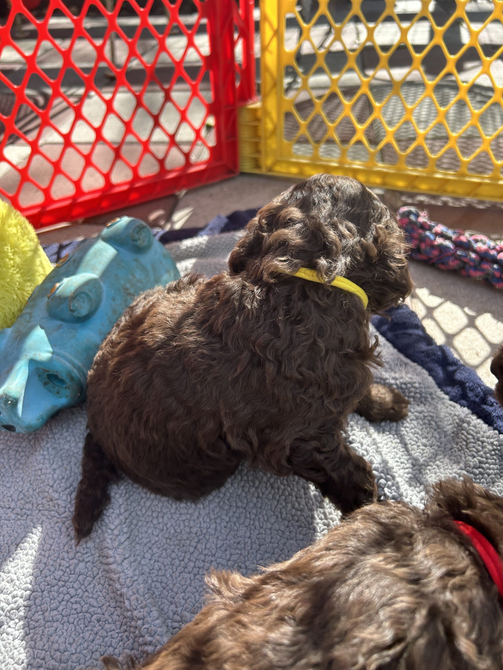 Gypsy: Yellow Collar Girl: Multi Generation Chocolate Moyen Labradoodle ...