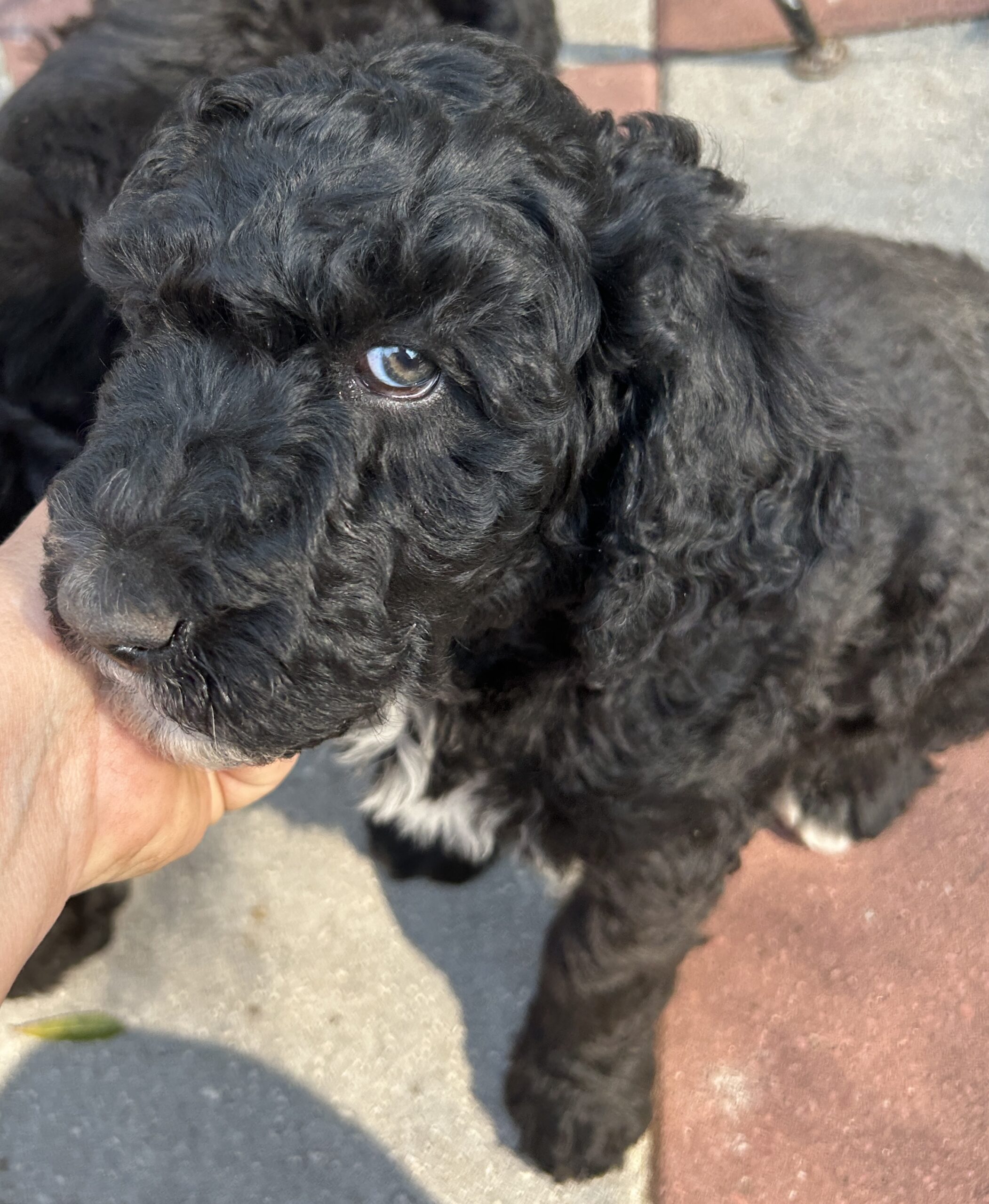 Xena: Blue Collar Boy: Multi Generation Black Labradoodle – Labradoodle ...