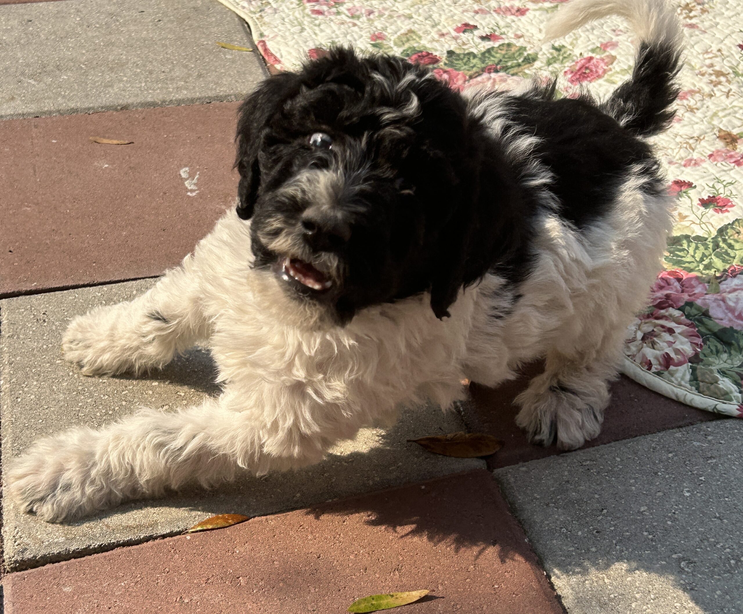 Xena: Purple Collar Girl: Multi Generation Black Parti Labradoodle ...