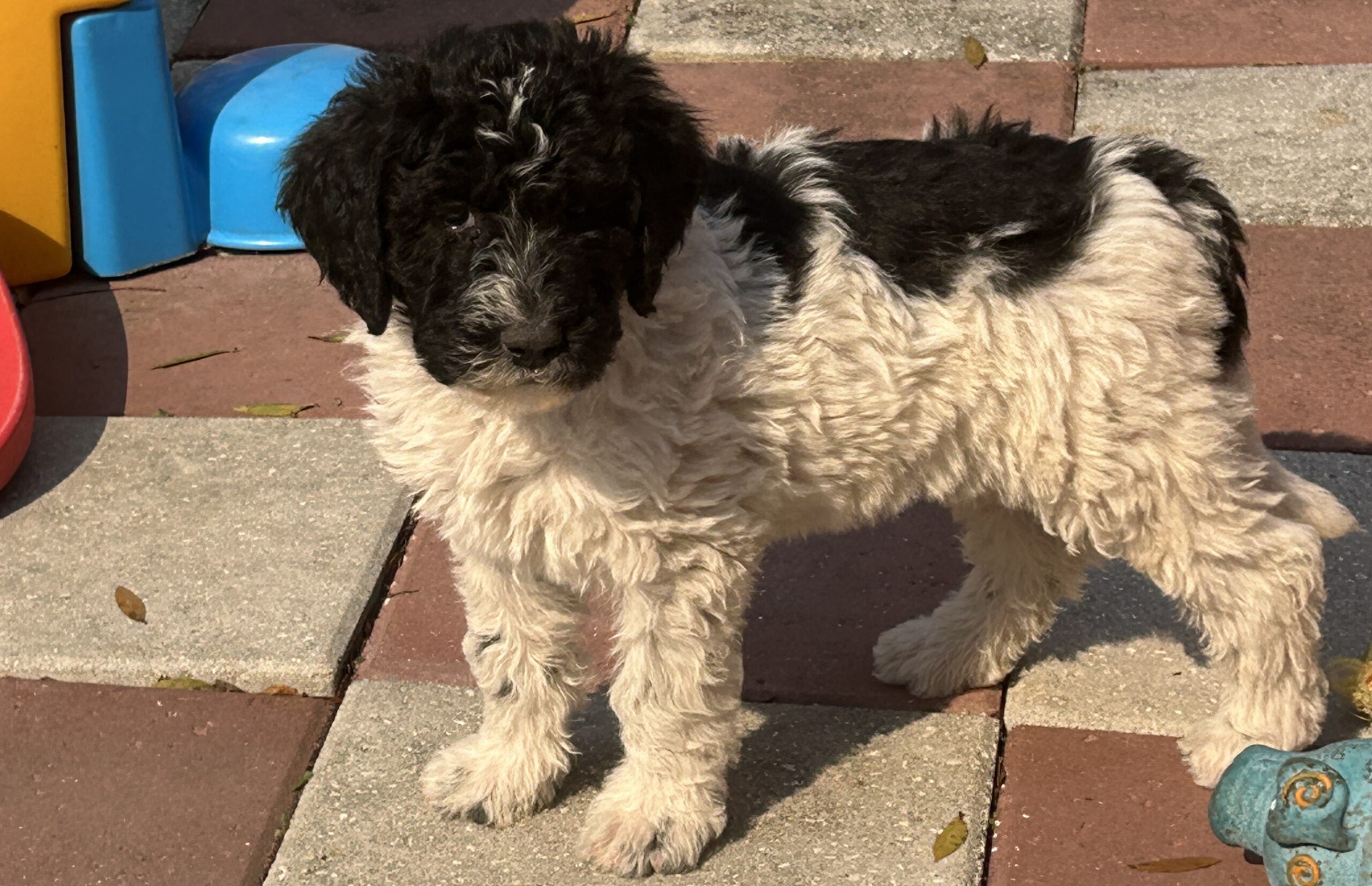 Xena: Purple Collar Girl: Multi Generation Black Parti Labradoodle ...