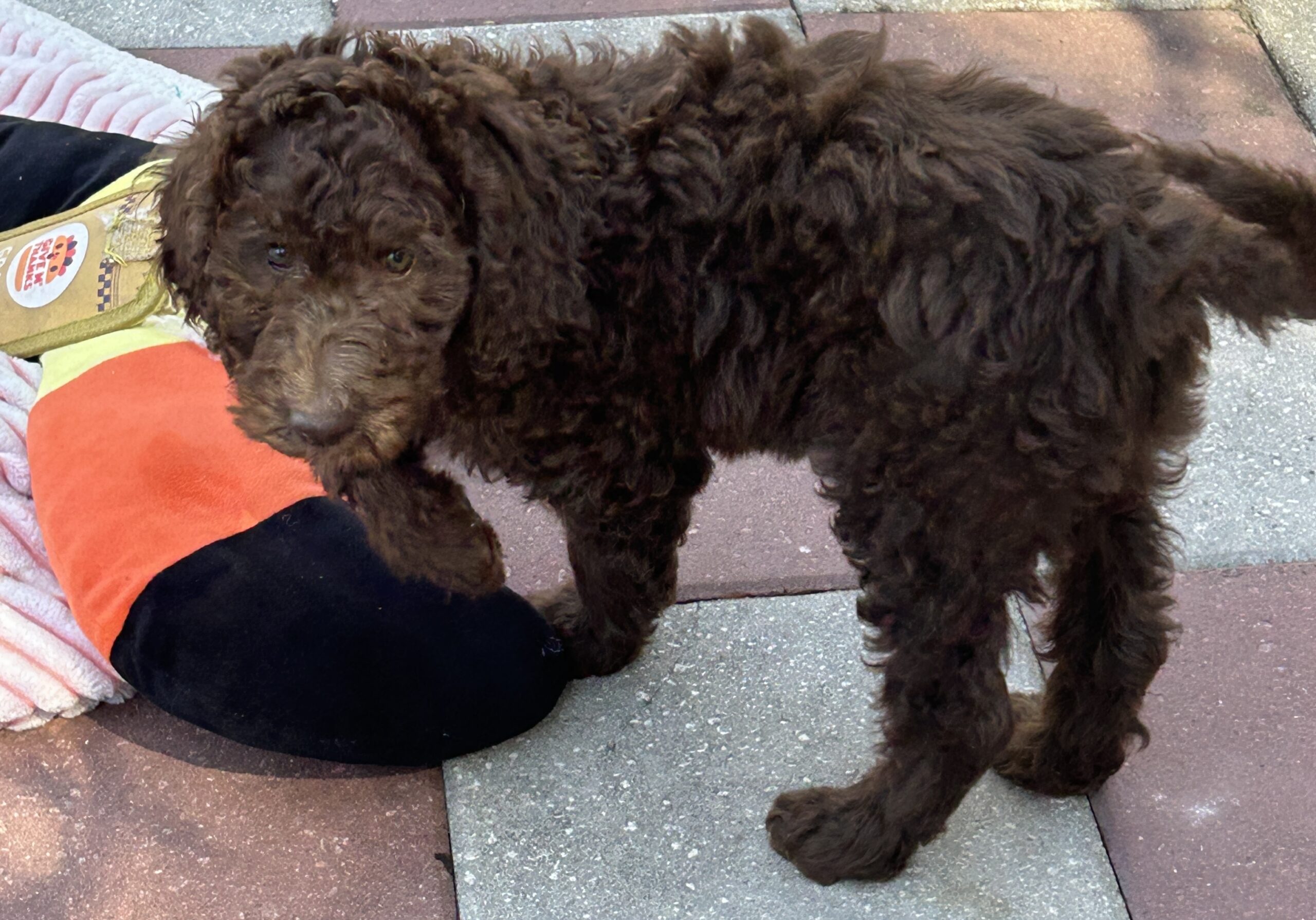 MEDIUM: Gypsy: Pink Collar Girl: Multi Generation Chocolate Labradoodle ...