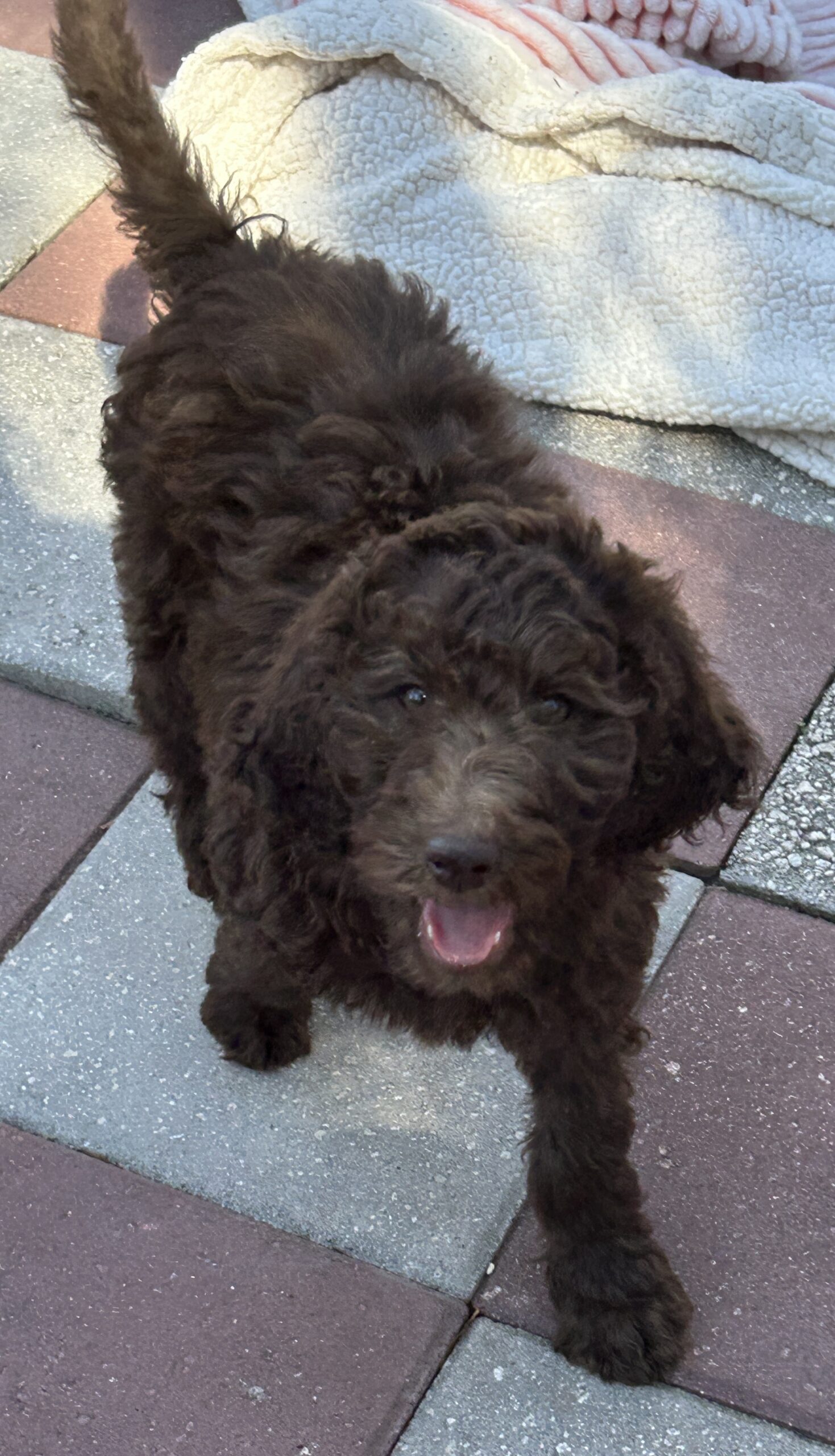MEDIUM: Gypsy: Pink Collar Girl: Multi Generation Chocolate Labradoodle ...