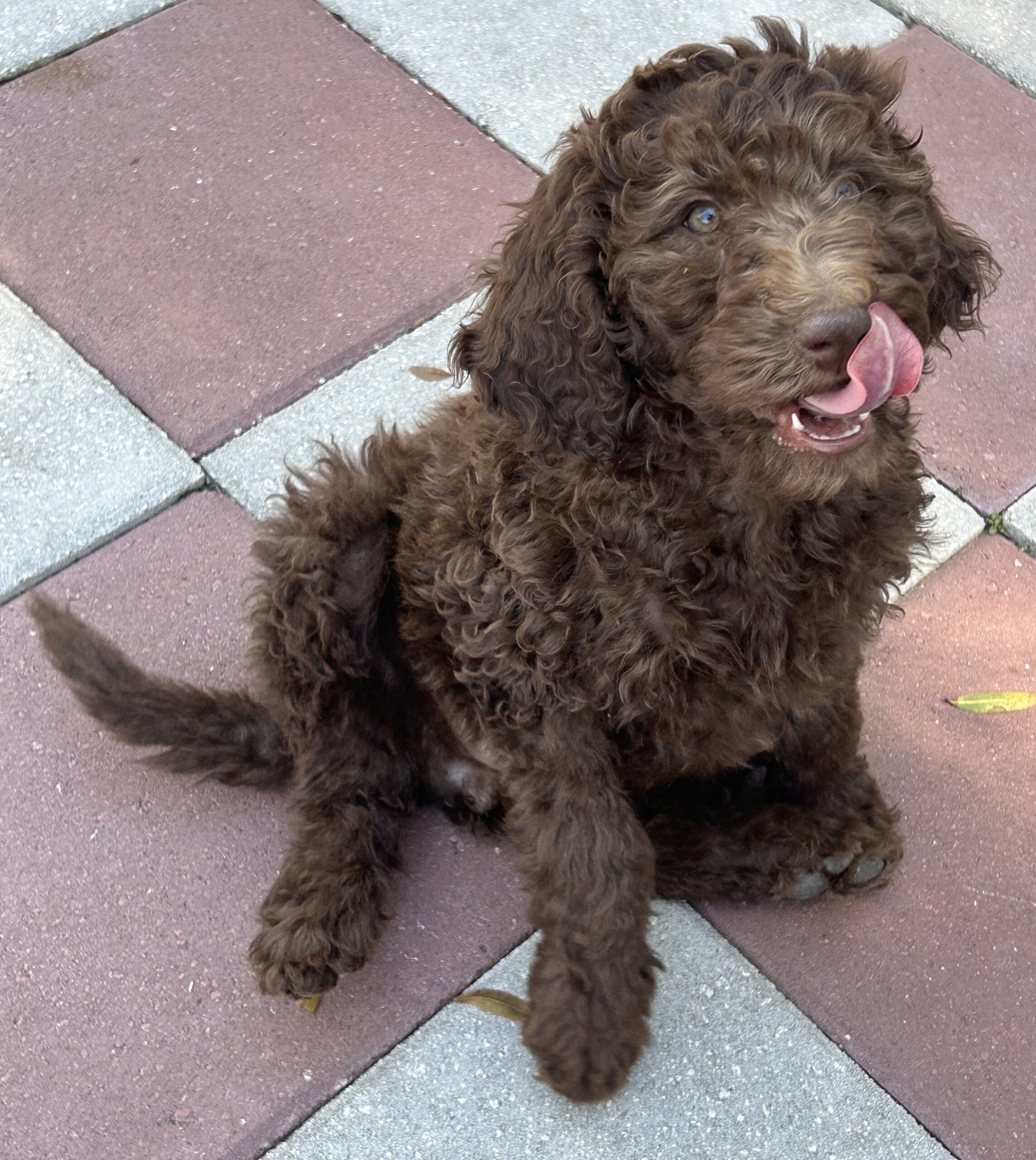 MEDIUM: Gypsy: Pink Collar Girl: Multi Generation Chocolate Labradoodle ...