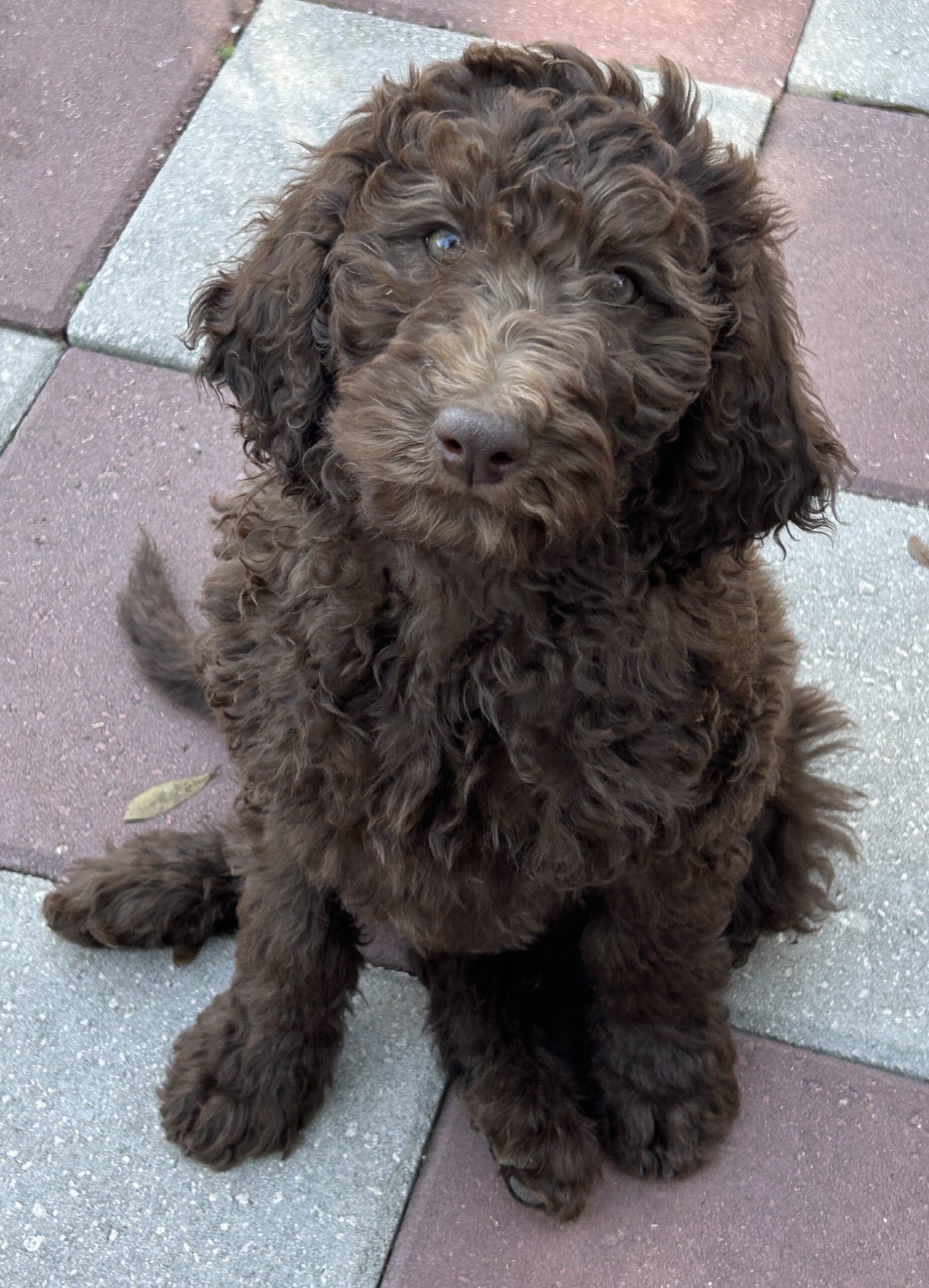 MEDIUM: Gypsy: Pink Collar Girl: Multi Generation Chocolate Labradoodle ...