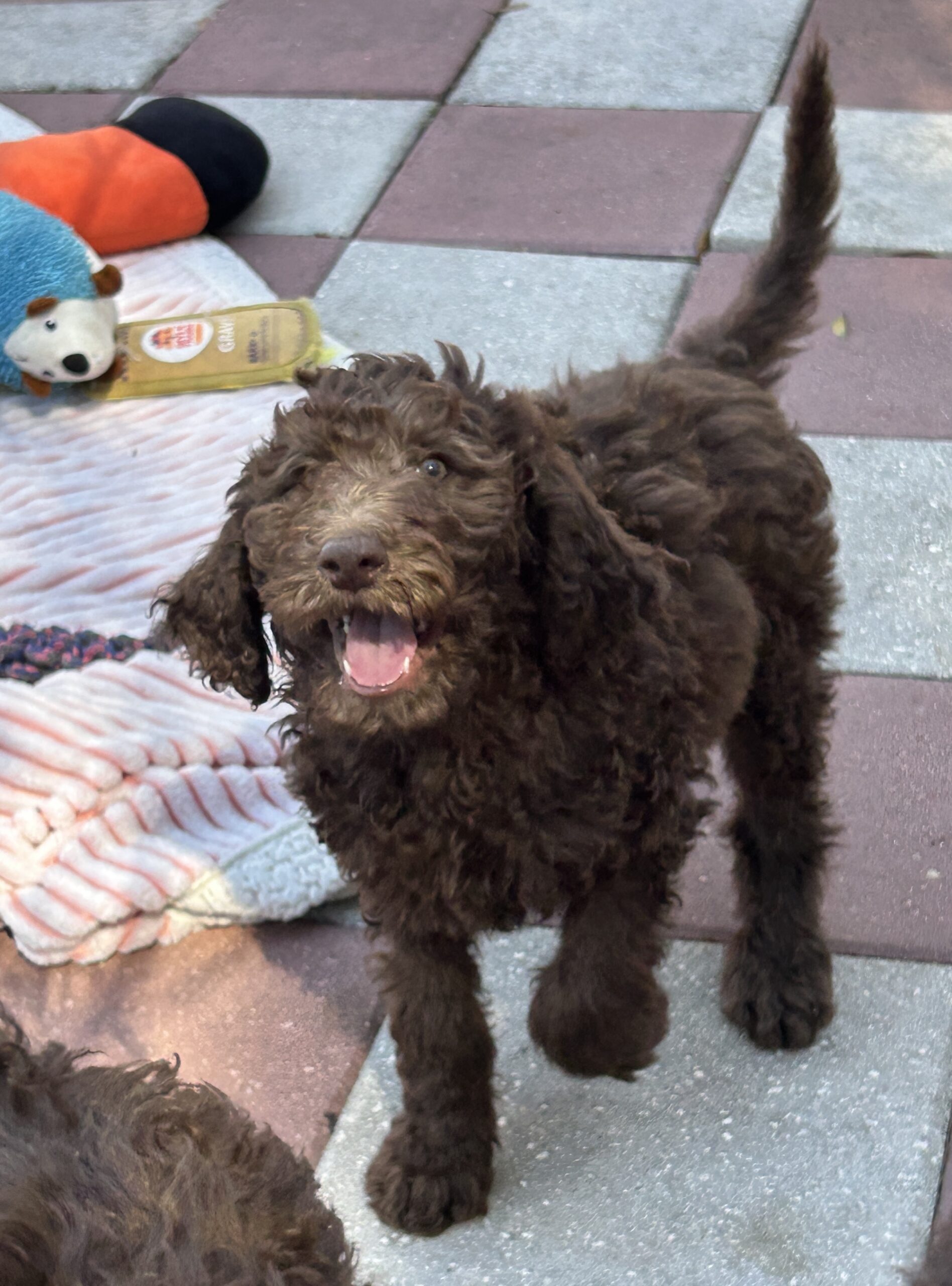 MEDIUM: Gypsy: Pink Collar Girl: Multi Generation Chocolate Labradoodle ...