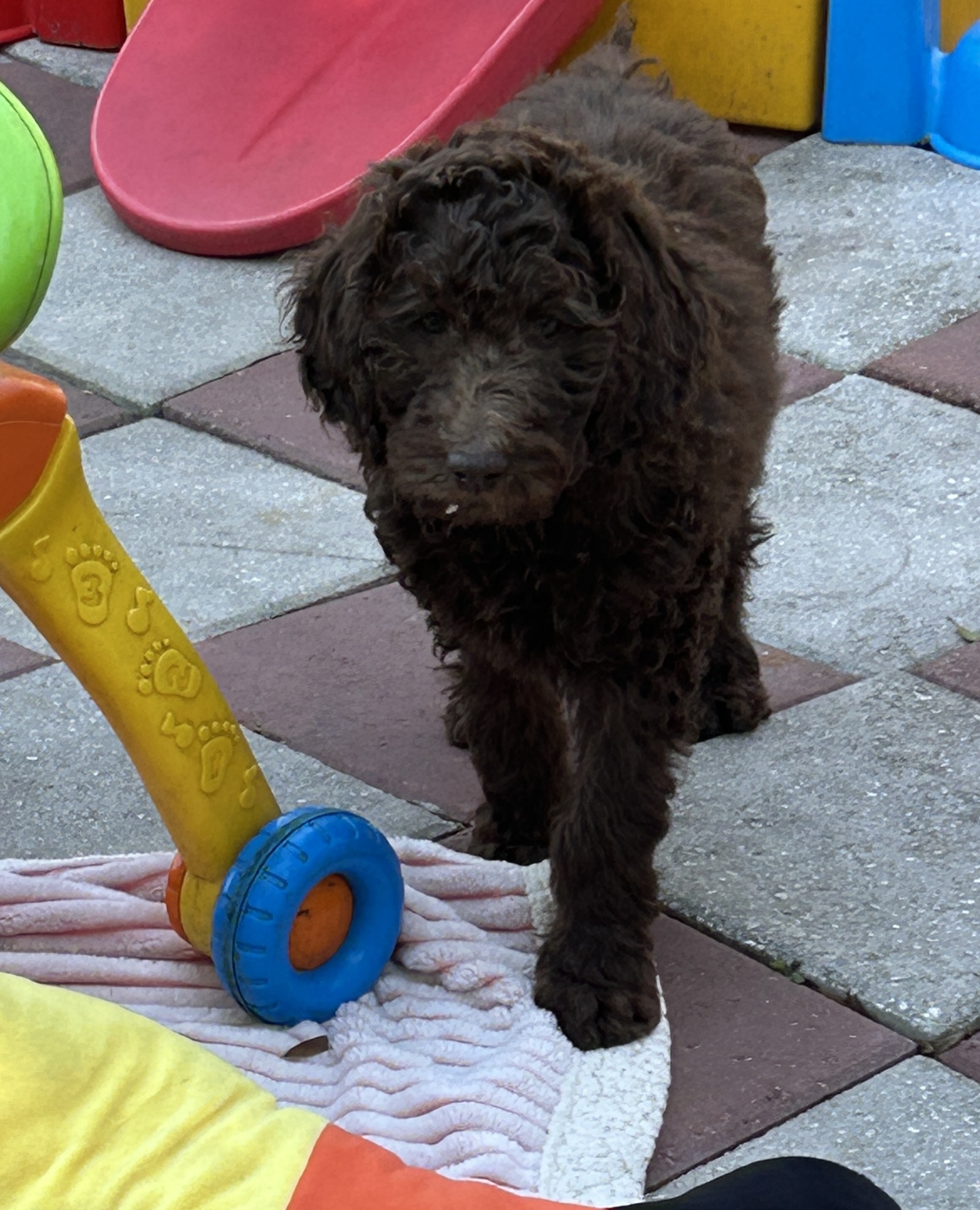 MEDIUM: Gypsy: Pink Collar Girl: Multi Generation Chocolate Labradoodle ...
