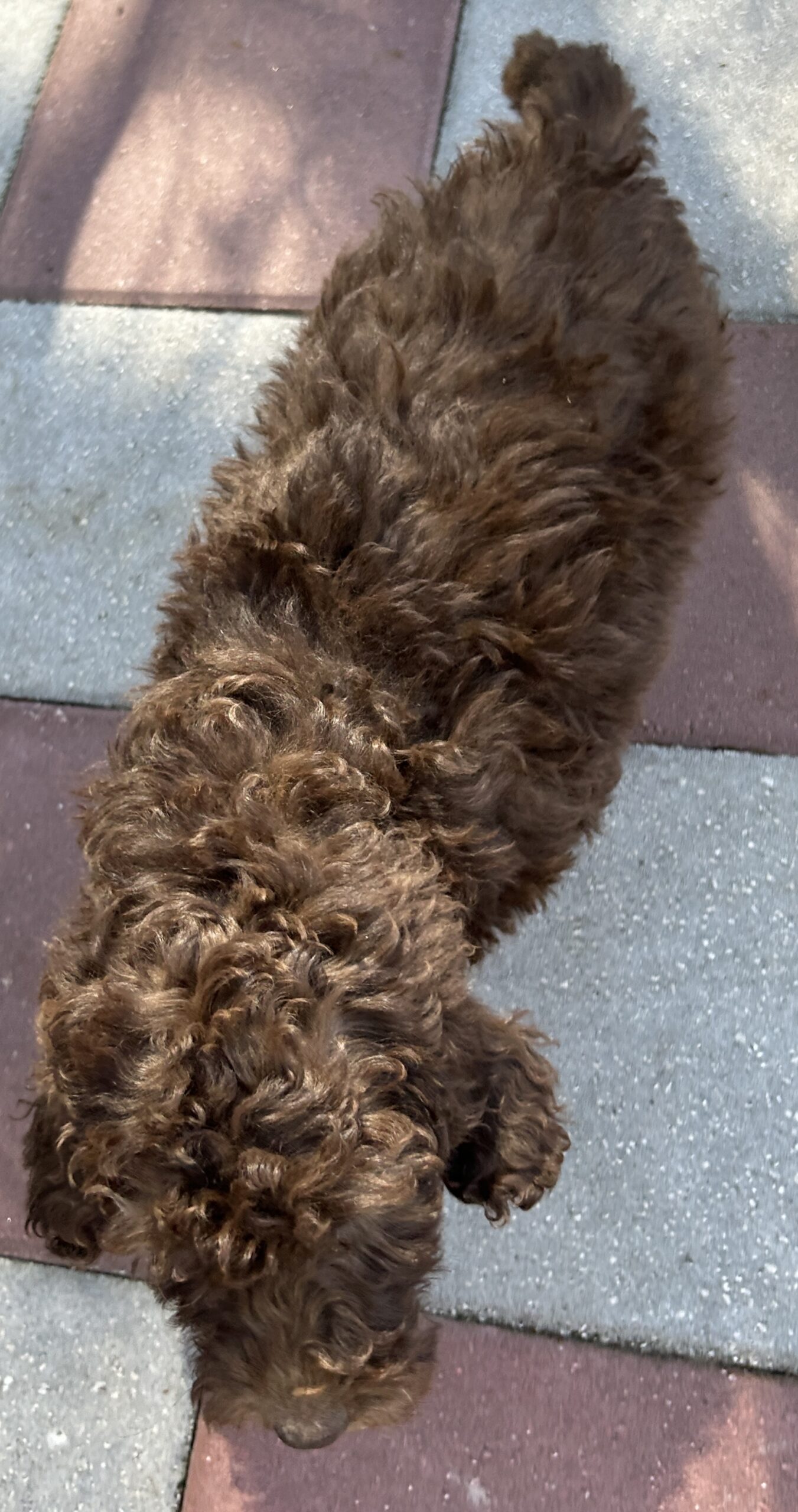 MEDIUM: Gypsy: Red Collar Girl: Multi Generation Chocolate Labradoodle ...