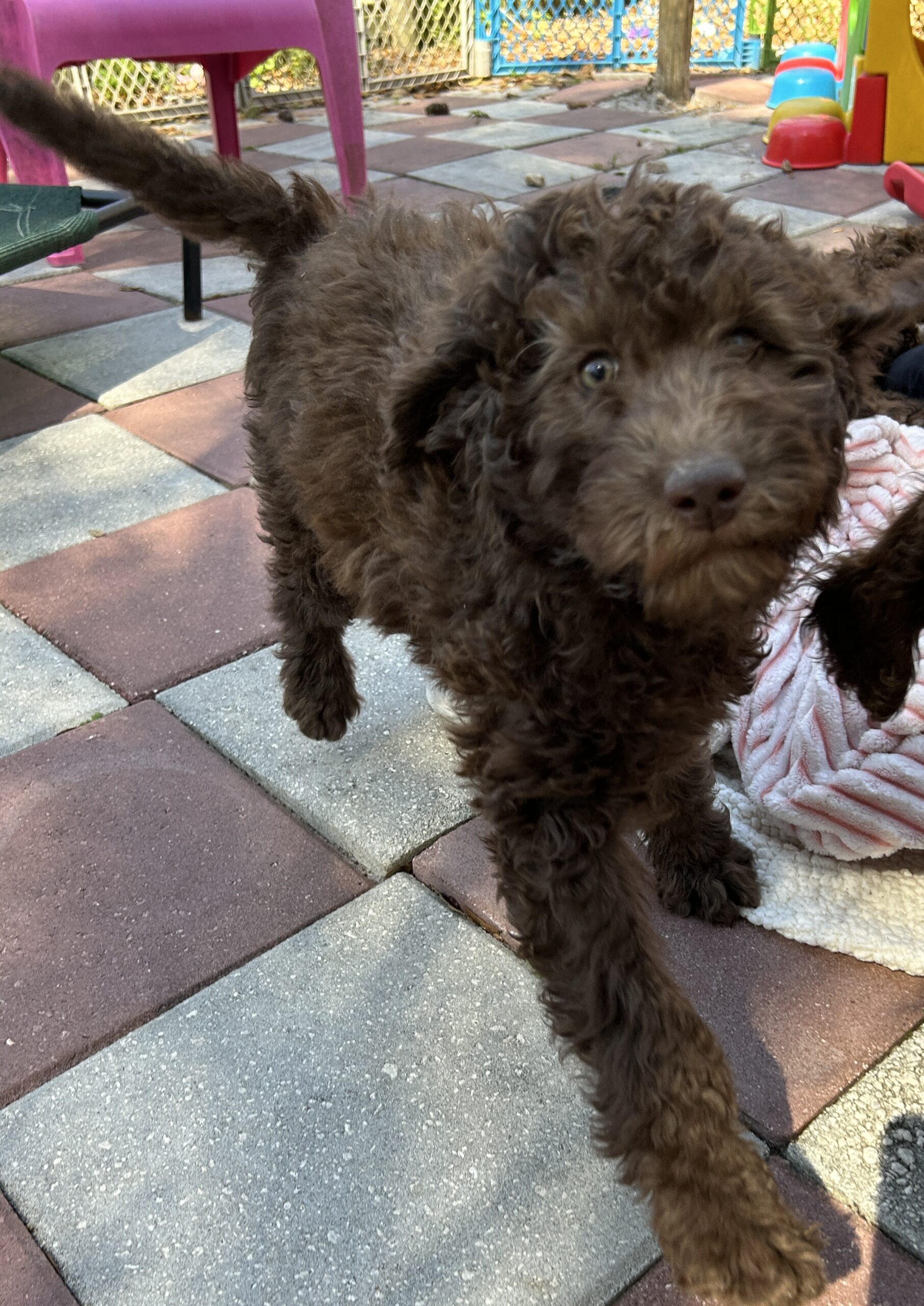 MEDIUM: Gypsy: Red Collar Girl: Multi Generation Chocolate Labradoodle ...