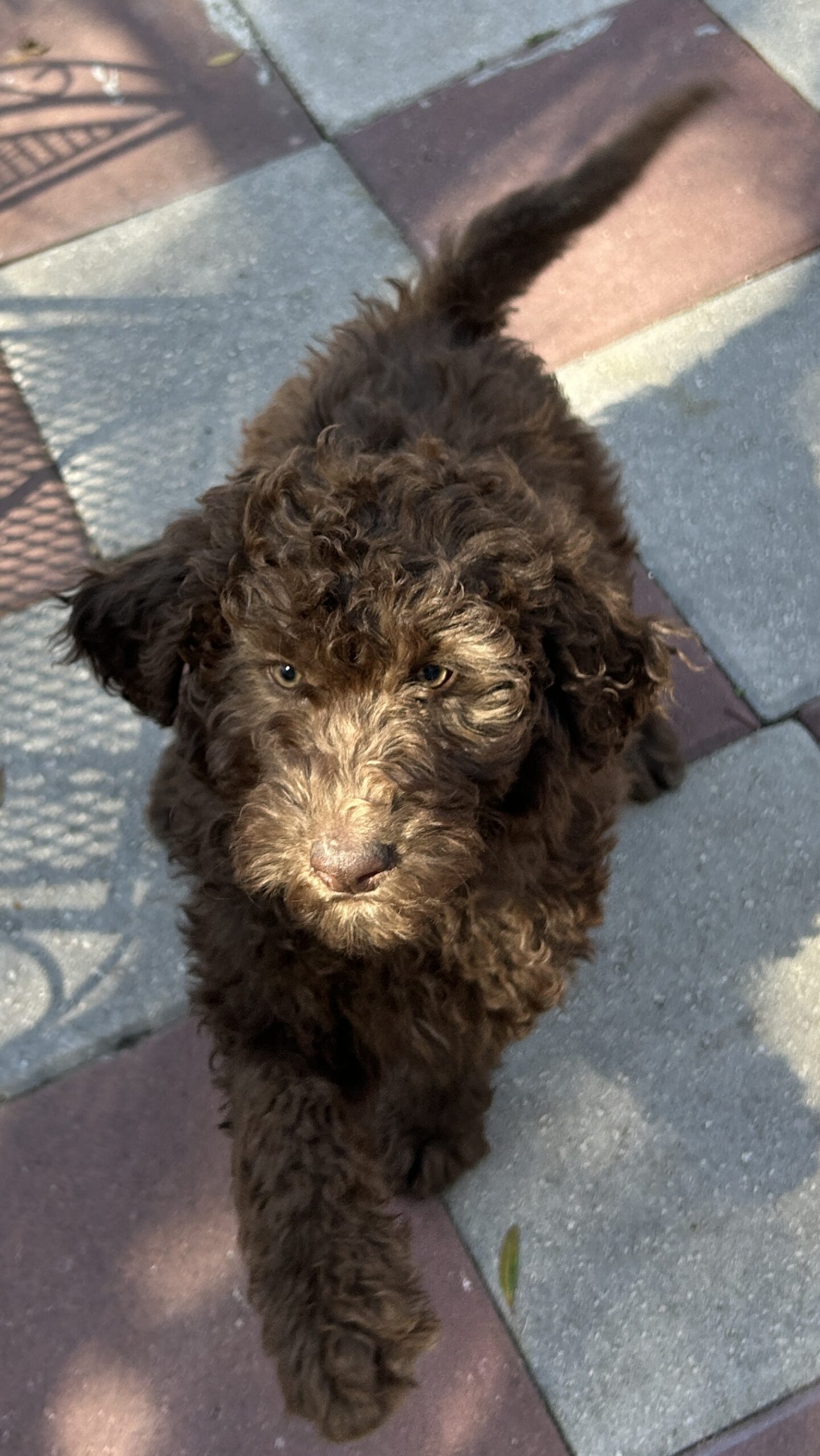 MEDIUM: Gypsy: Red Collar Girl: Multi Generation Chocolate Labradoodle ...