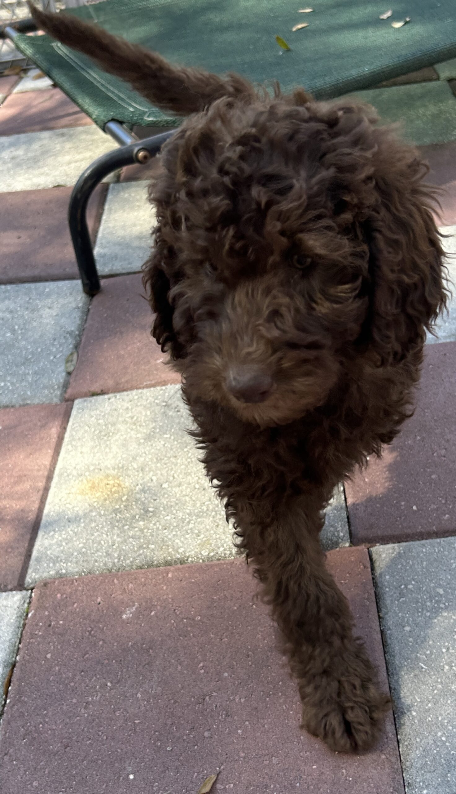 MEDIUM: Gypsy: Red Collar Girl: Multi Generation Chocolate Labradoodle ...