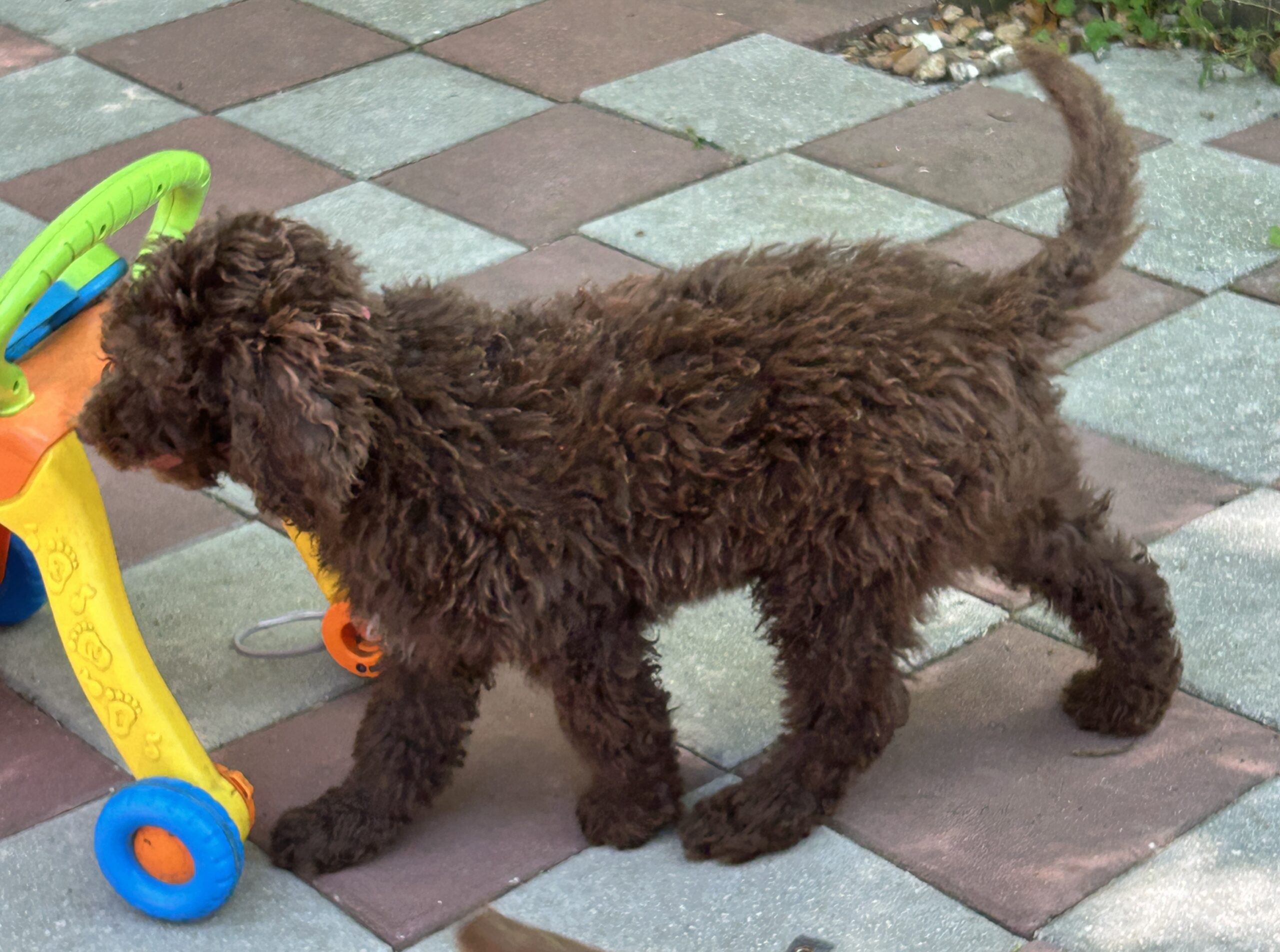 Jazzy: Pink Collar Girl: Multi Generation Chocolate Labradoodle ...