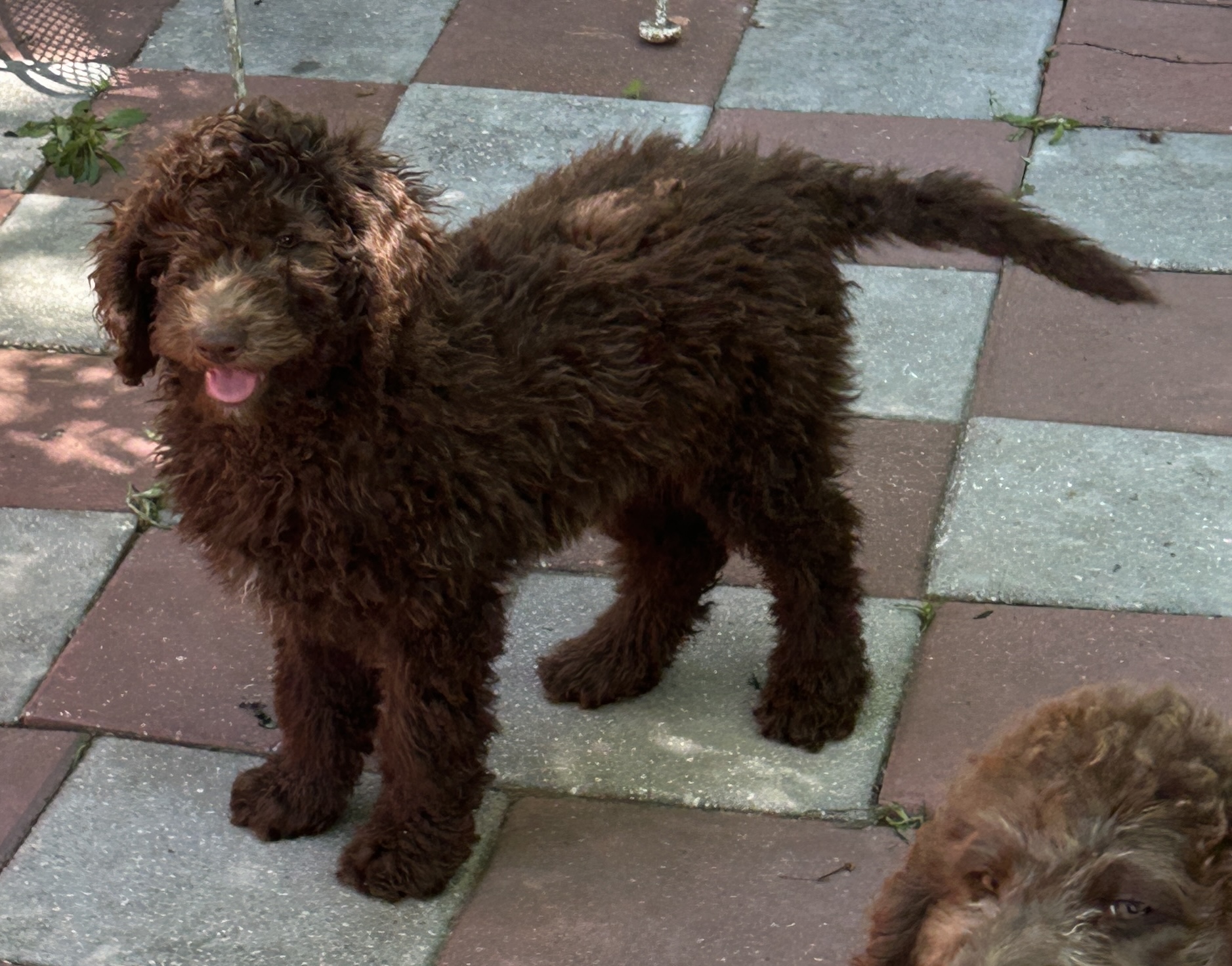 Jazzy: Pink Collar Girl: Multi Generation Chocolate Labradoodle ...