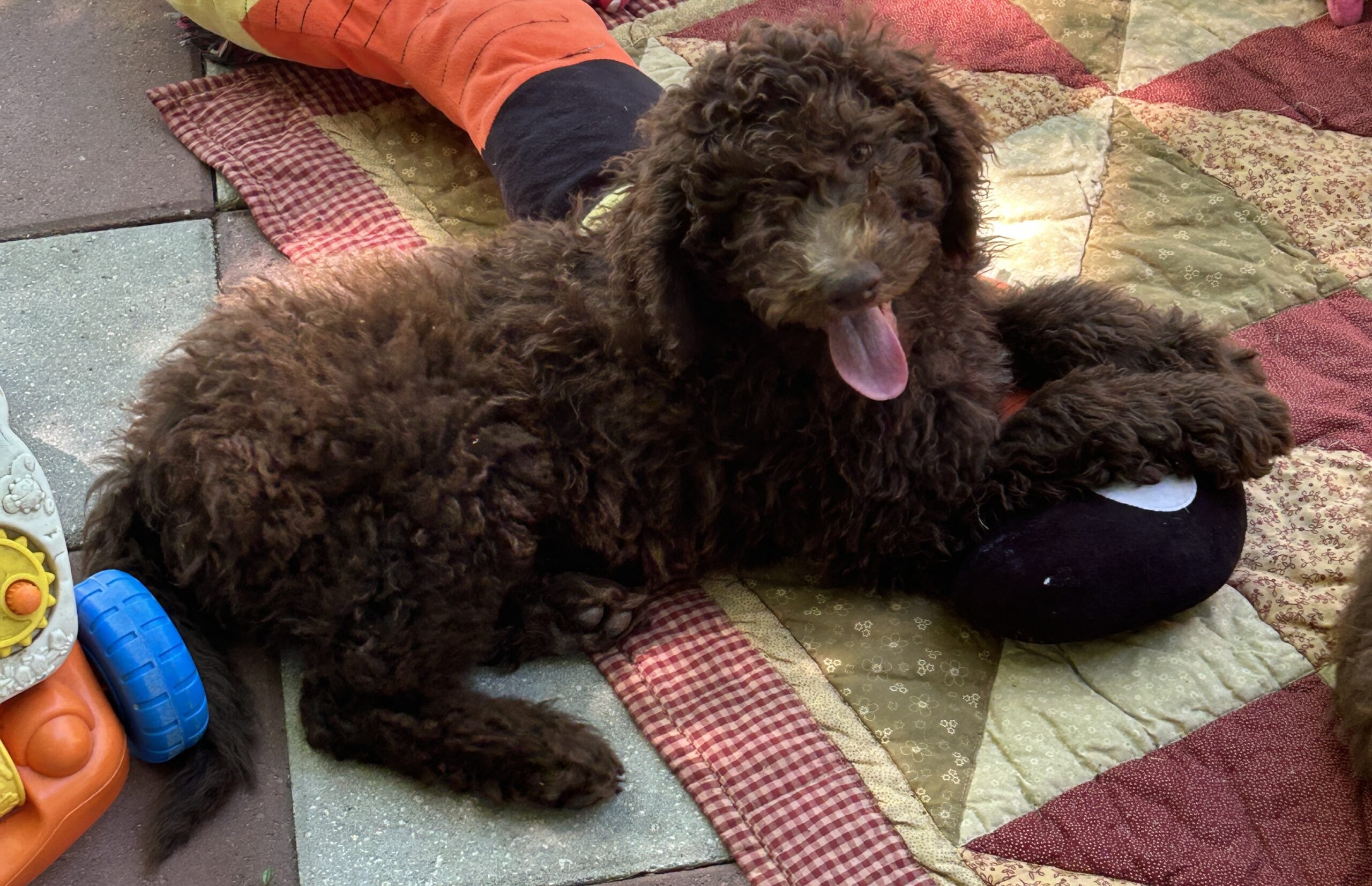 Jazzy: Pink Collar Girl: Multi Generation Chocolate Labradoodle ...