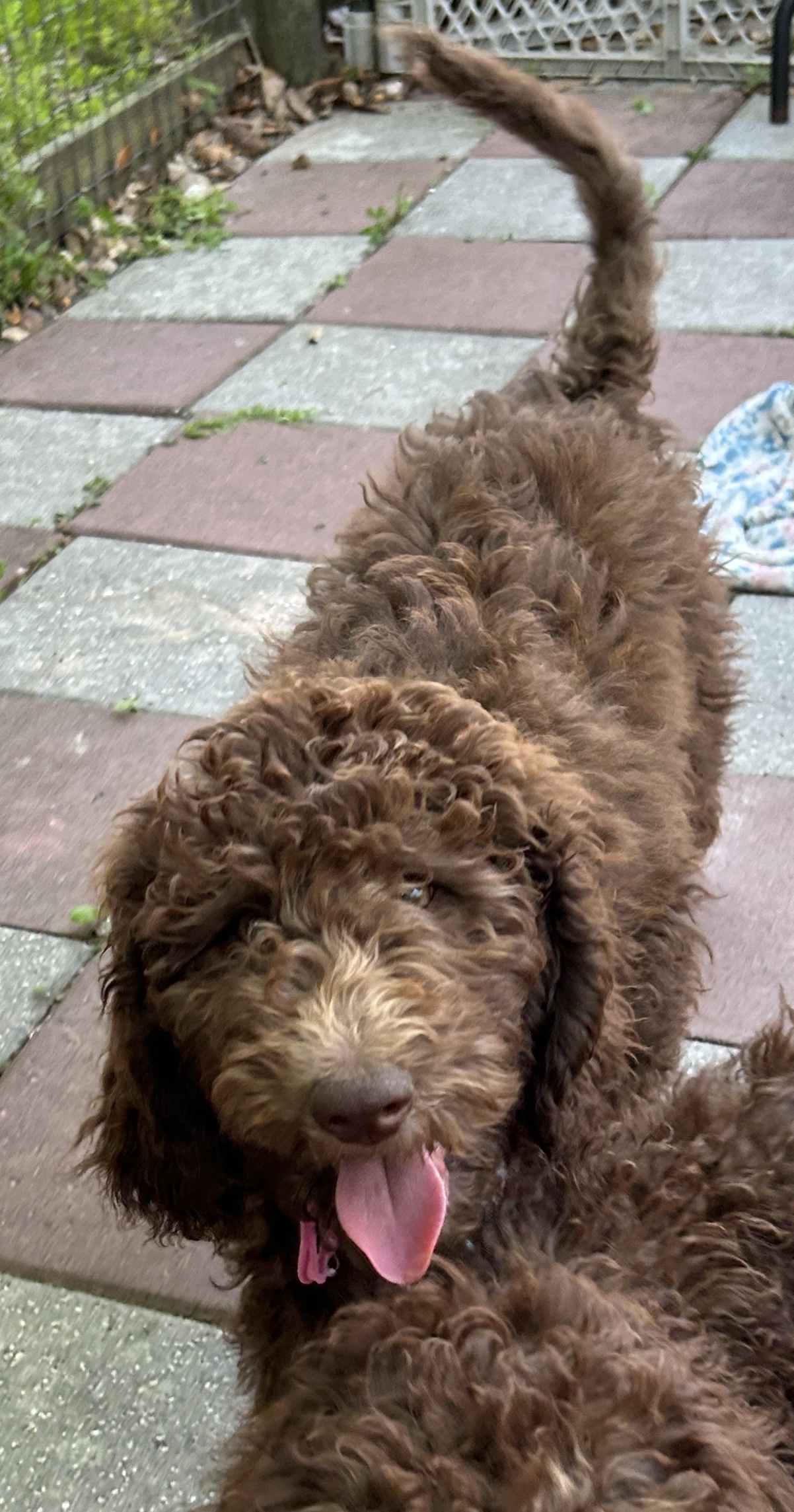 MEDIUM: Gypsy: Pink Collar Girl: Multi Generation Chocolate Labradoodle ...