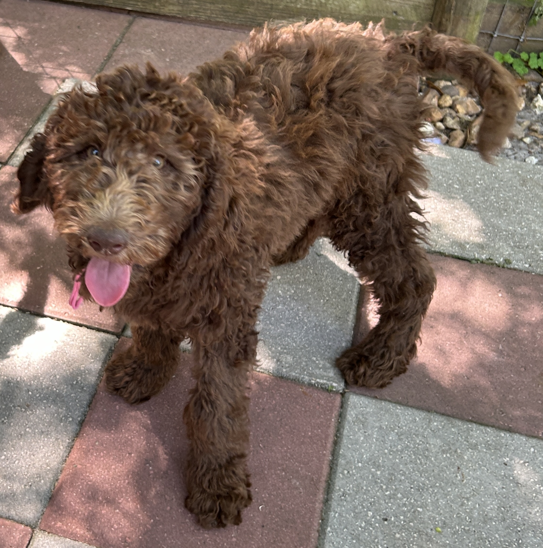 MEDIUM: Gypsy: Pink Collar Girl: Multi Generation Chocolate Labradoodle ...