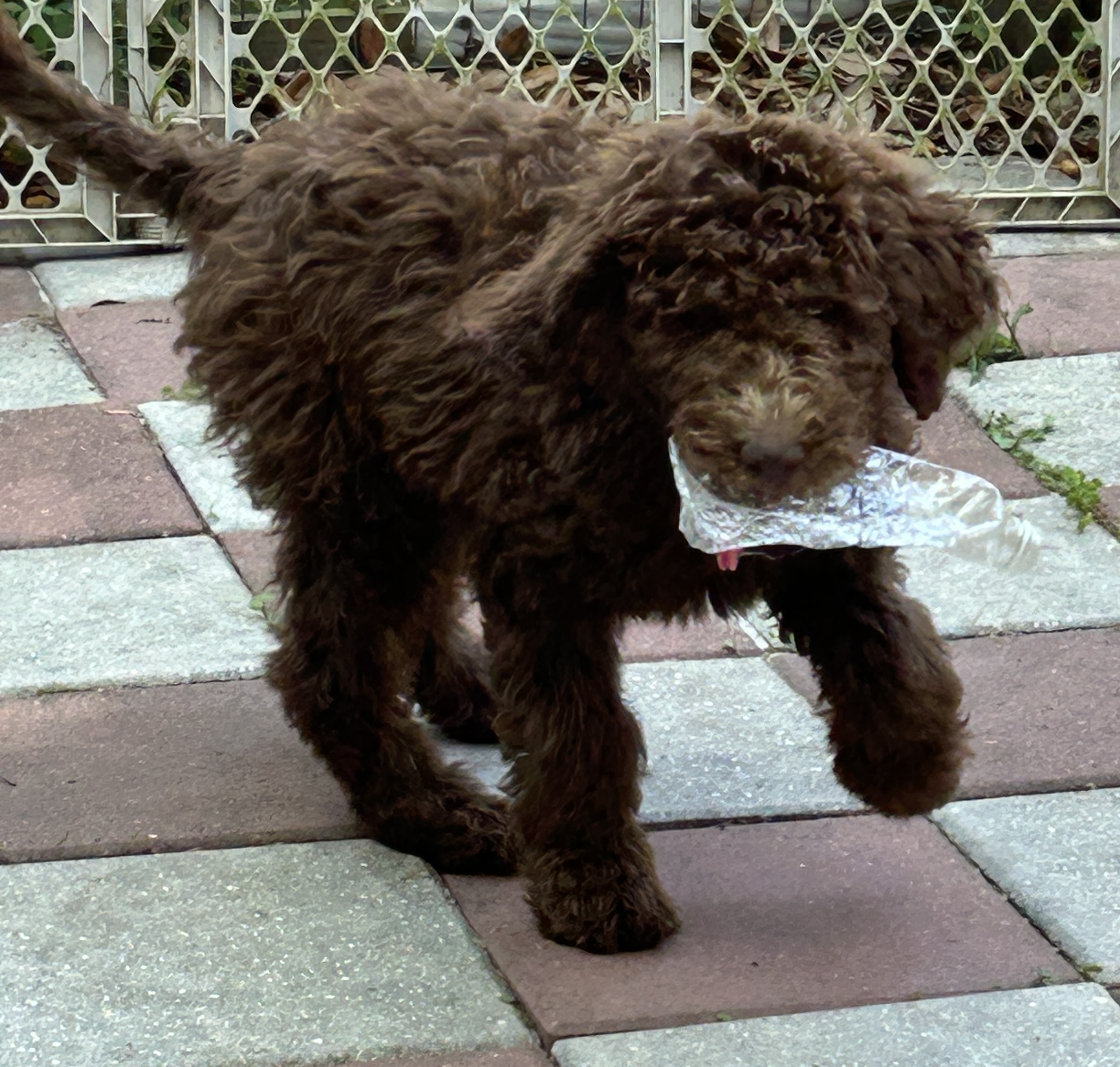 MEDIUM: Gypsy: Pink Collar Girl: Multi Generation Chocolate Labradoodle ...