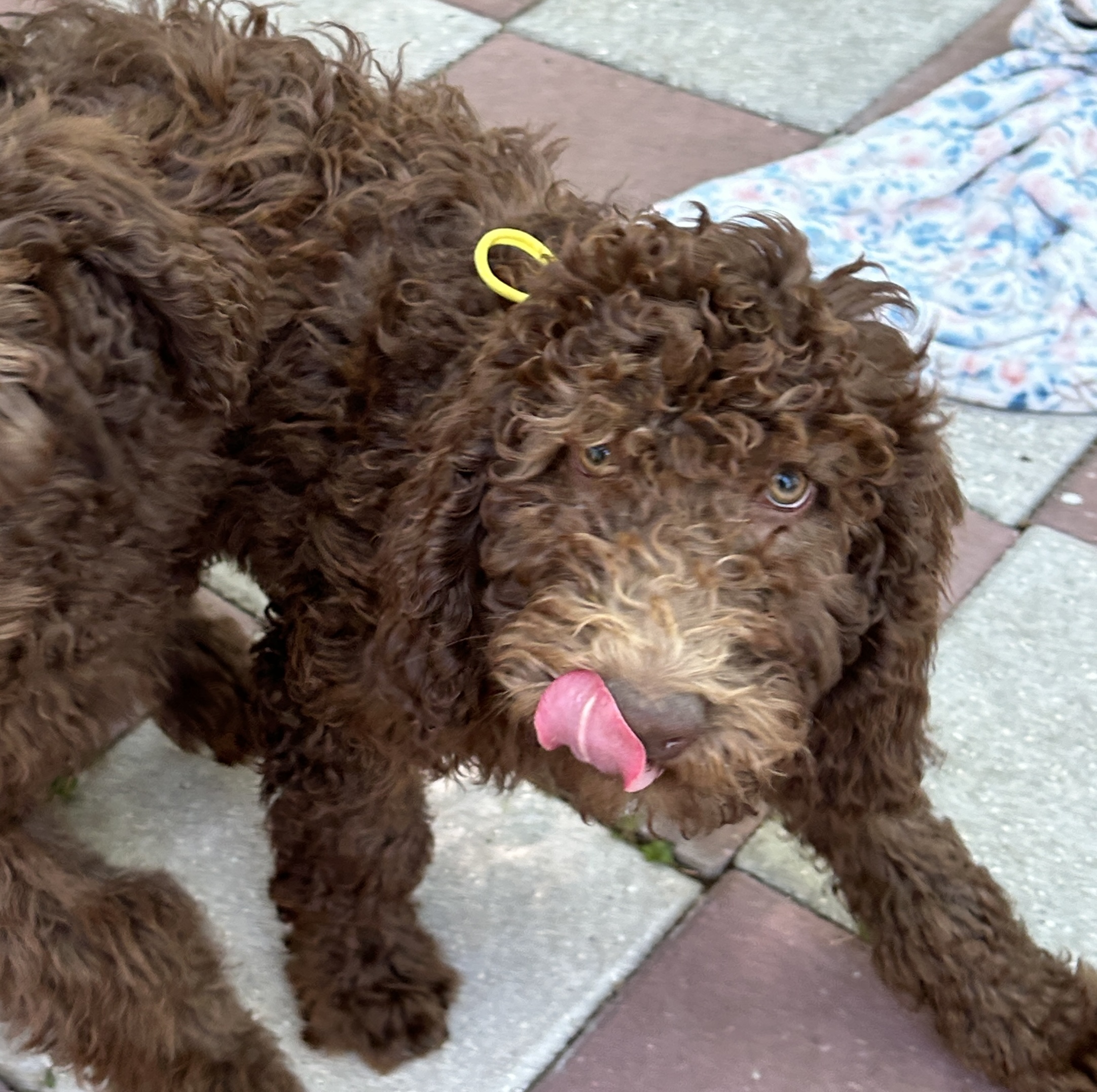 MEDIUM: Gypsy: Yellow Collar Girl: Multi Generation Chocolate ...