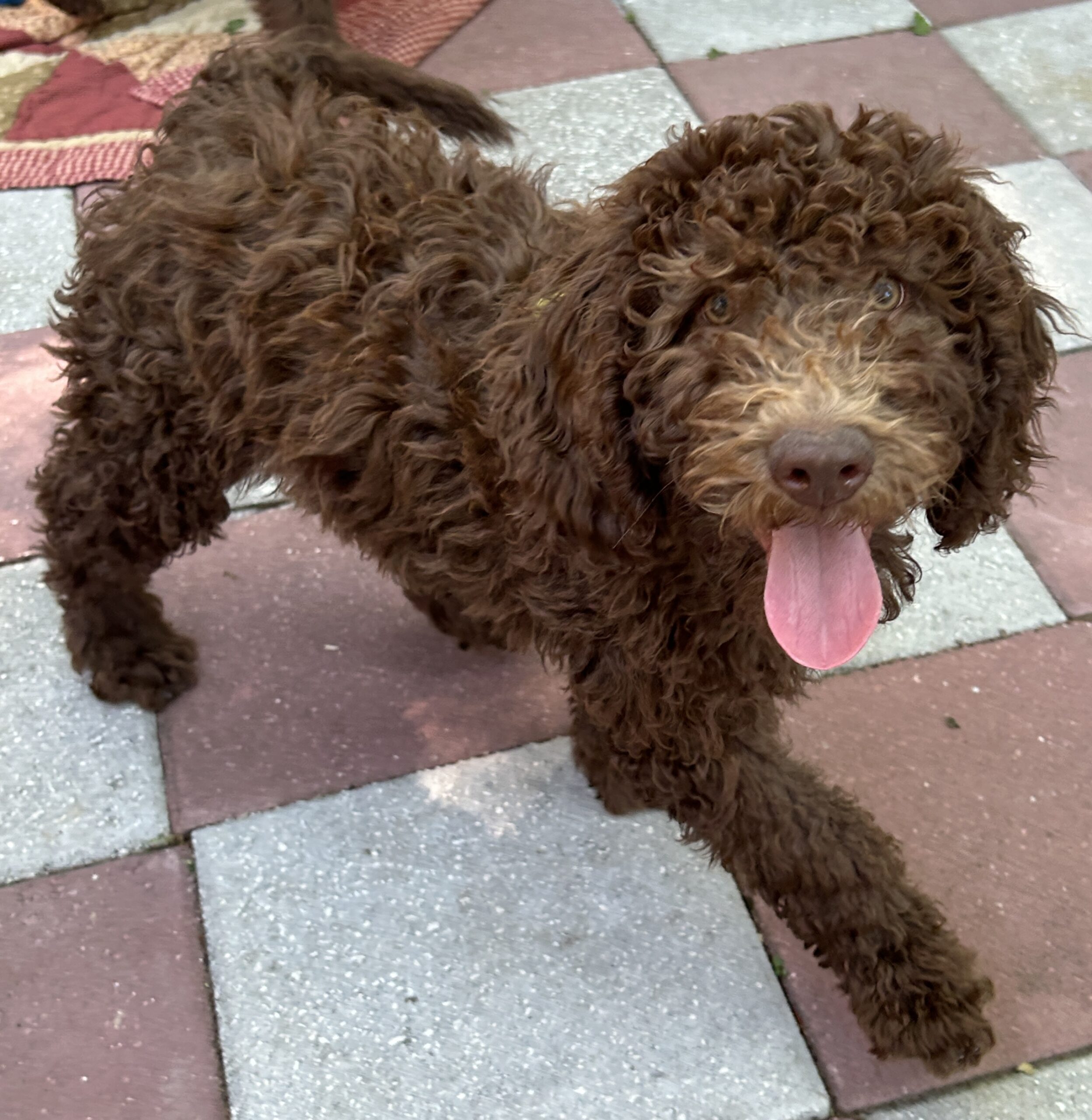 MEDIUM: Gypsy: Yellow Collar Girl: Multi Generation Chocolate ...