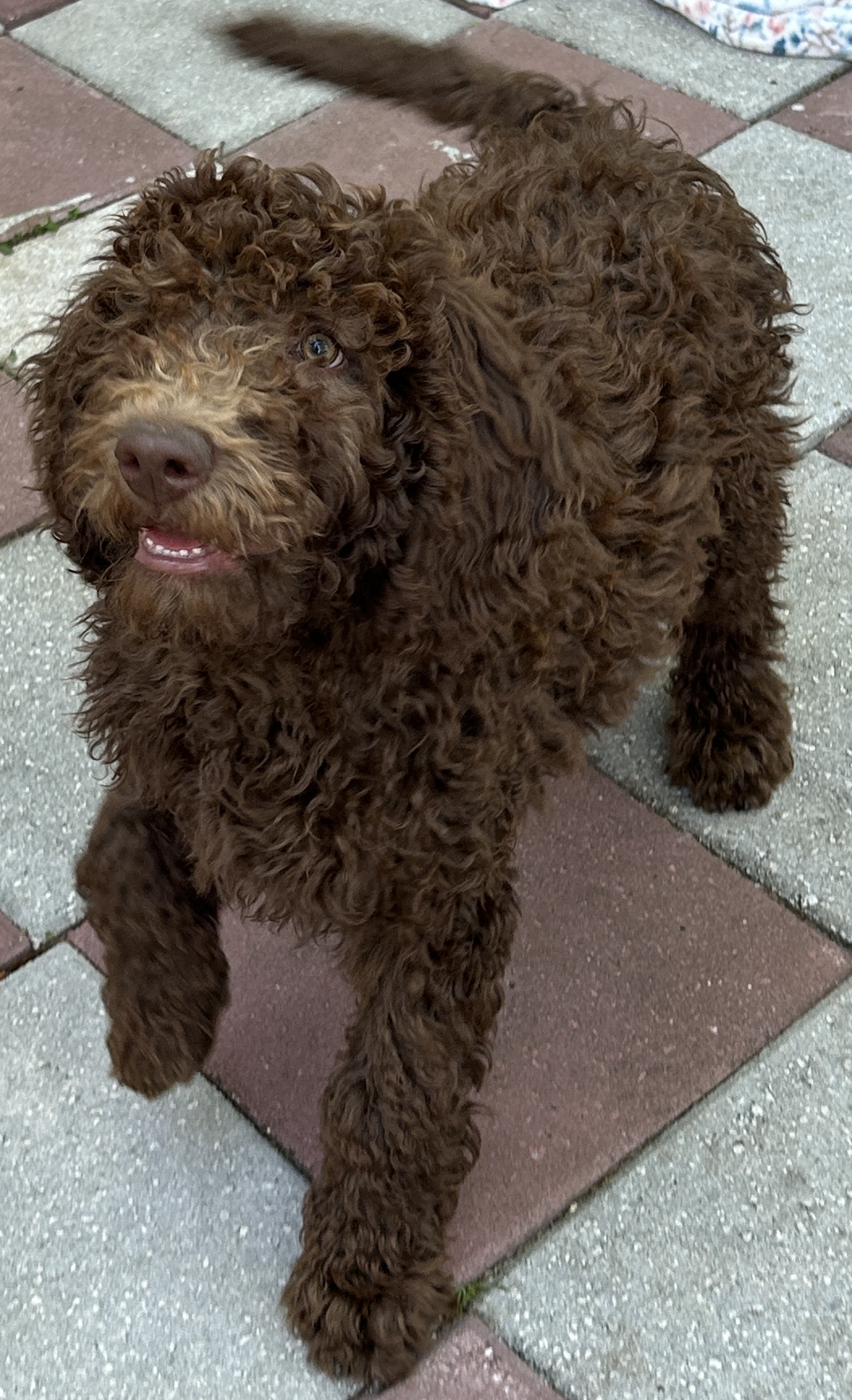 MEDIUM: Gypsy: Yellow Collar Girl: Multi Generation Chocolate ...