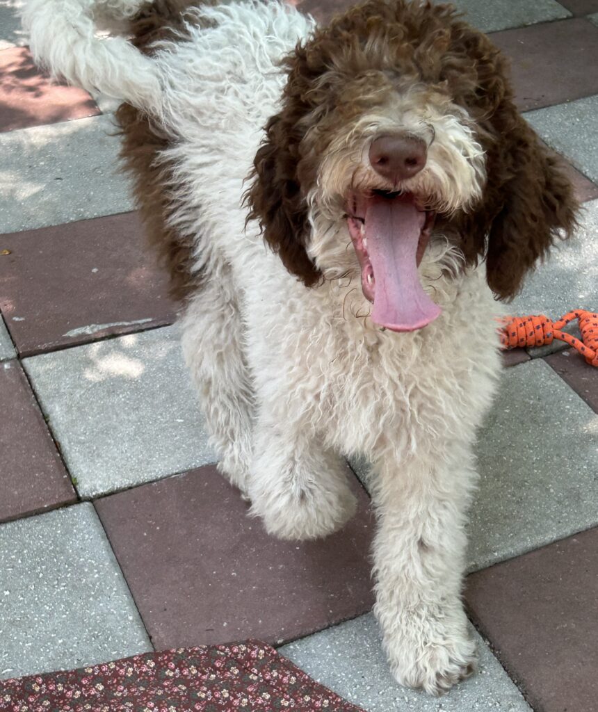 Jazzy: Orange Collar Boy: Multi Generation Chocolate Parti Labradoodle ...