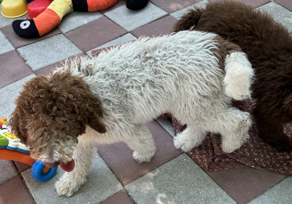 Jazzy: Orange Collar Boy: Multi Generation Chocolate Parti Labradoodle ...