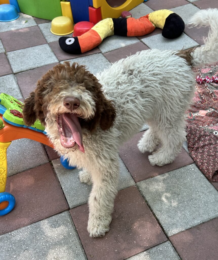 Jazzy: Orange Collar Boy: Multi Generation Chocolate Parti Labradoodle ...