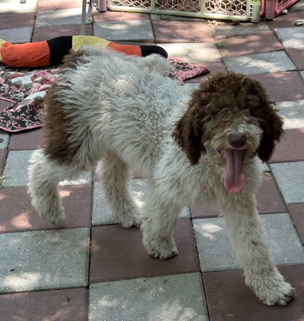Jazzy: Orange Collar Boy: Multi Generation Chocolate Parti Labradoodle ...