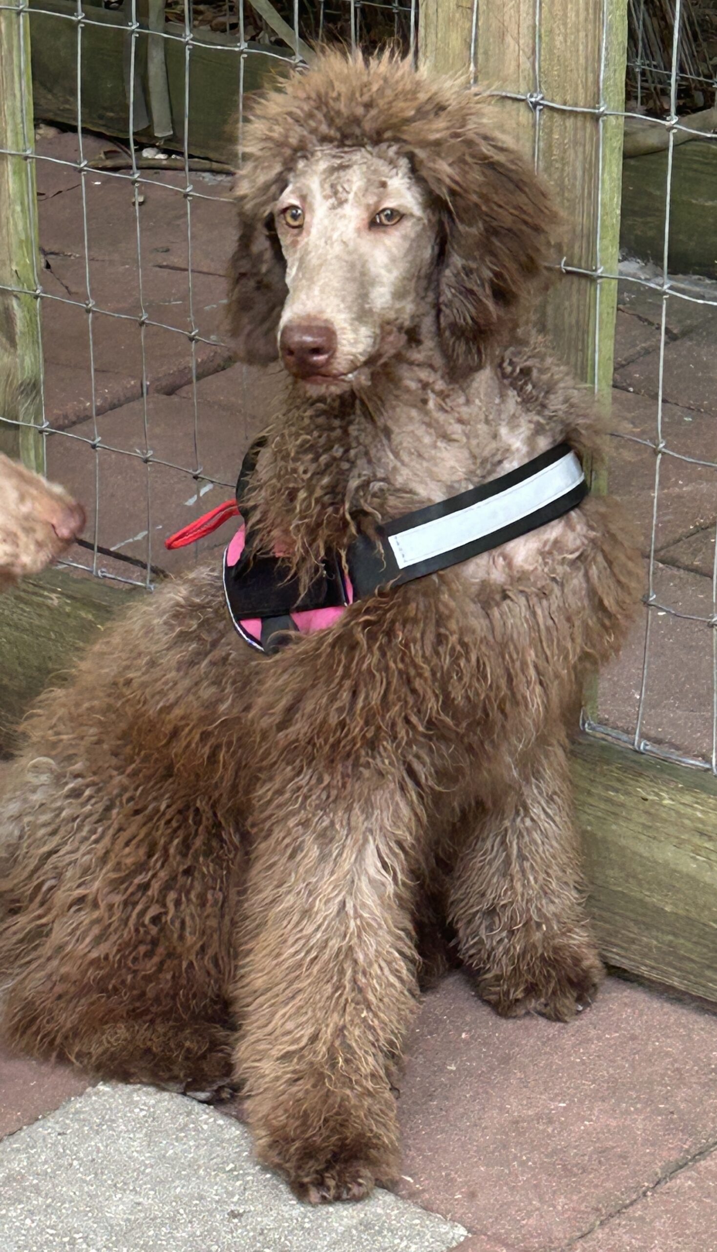 Rosey: MEDIUM: Gypsy: Red Collar Girl: Multi Generation Chocolate ...