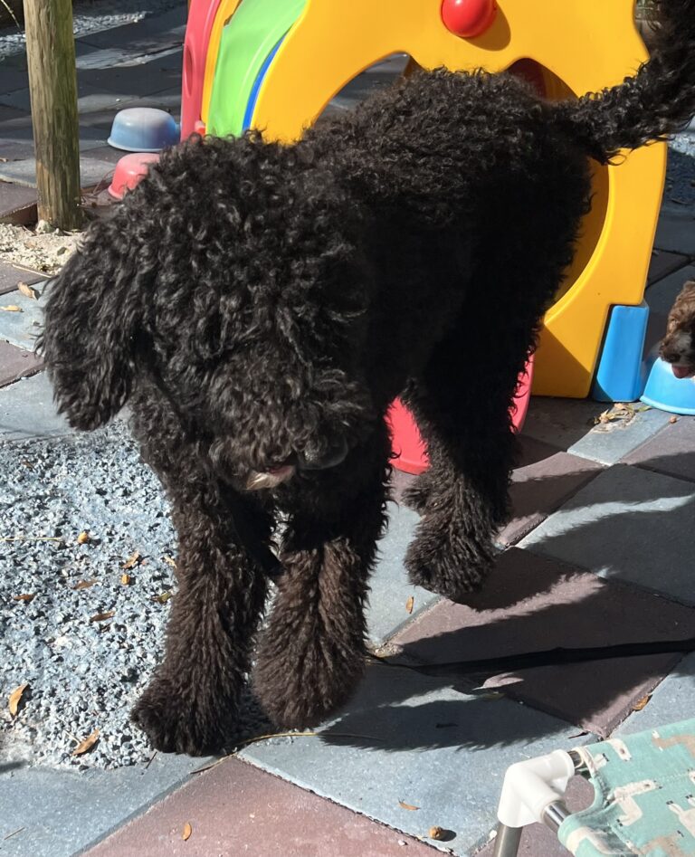 Adopted: Rehome: Opal: Xena: White Collar Girl: Multi Generation Black ...