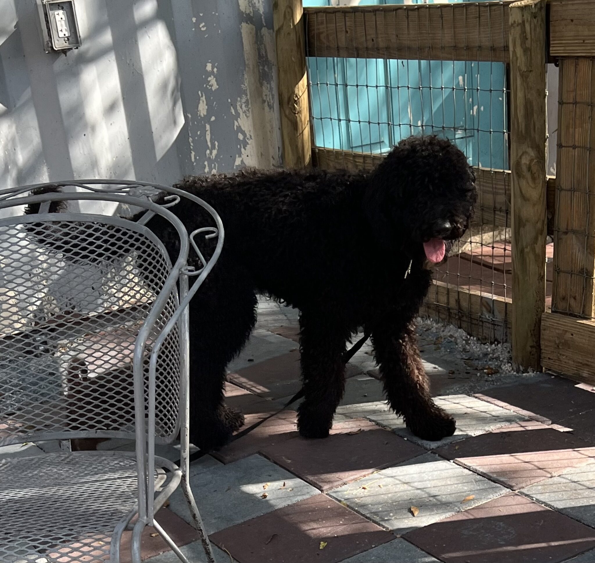 Adopted: Rehome: Opal: Xena: White Collar Girl: Multi Generation Black ...