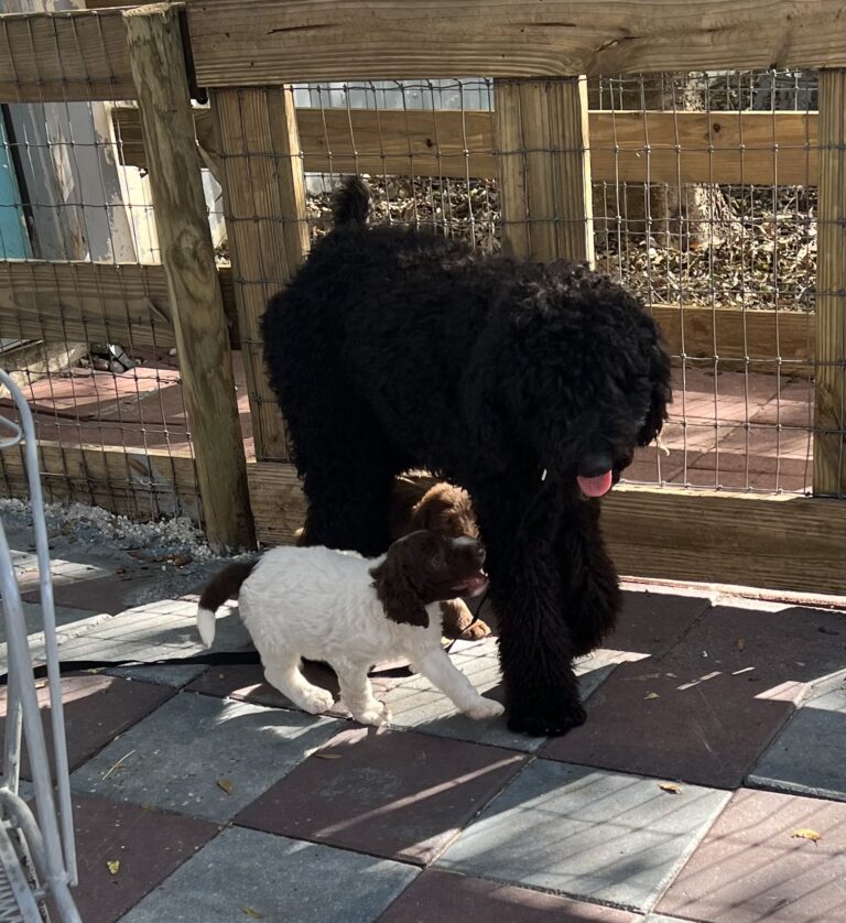 Adopted: Rehome: Opal: Xena: White Collar Girl: Multi Generation Black ...