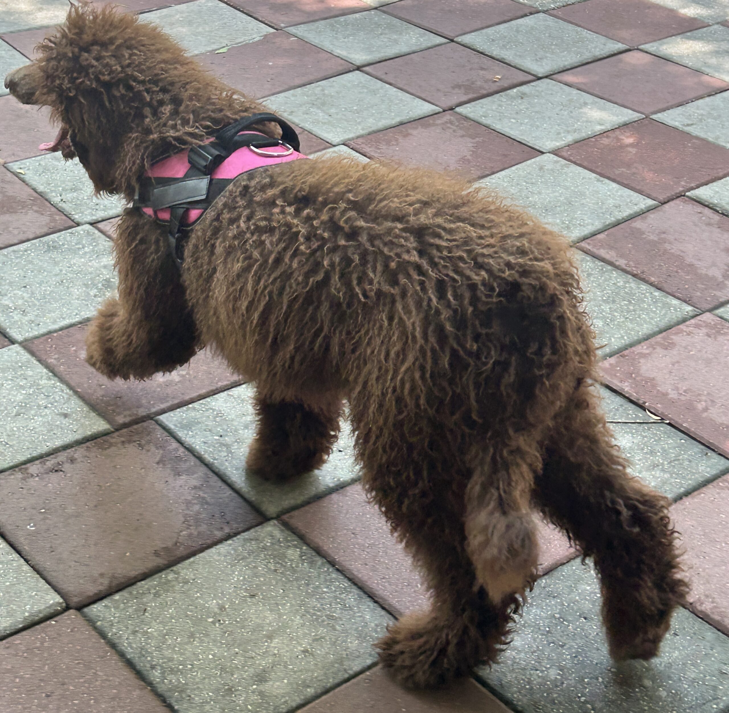 Yazzy: Jazzy: Pink Collar Girl: Multi Generation Chocolate Labradoodle ...