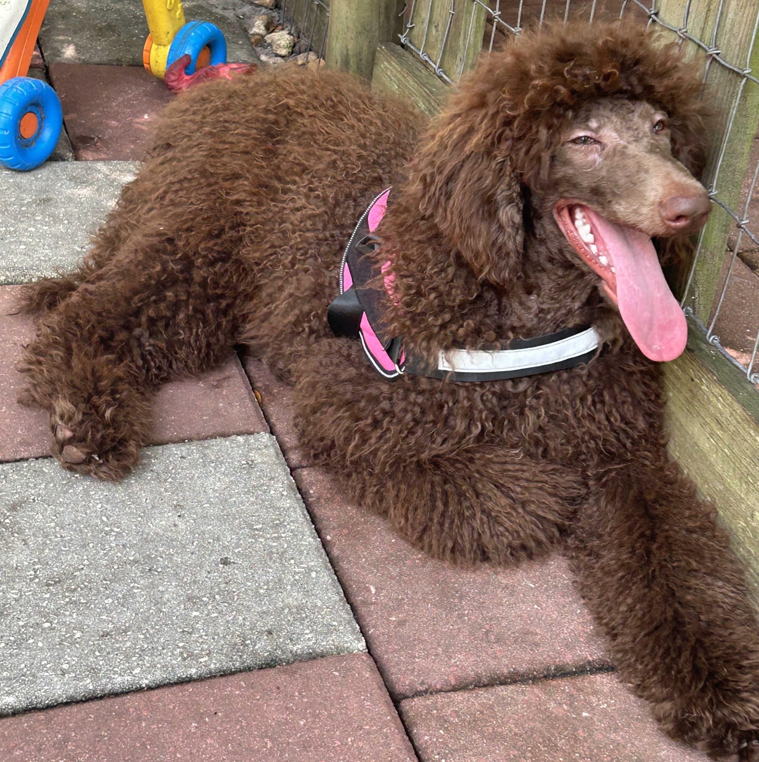 Yazzy: Jazzy: Pink Collar Girl: Multi Generation Chocolate Labradoodle ...