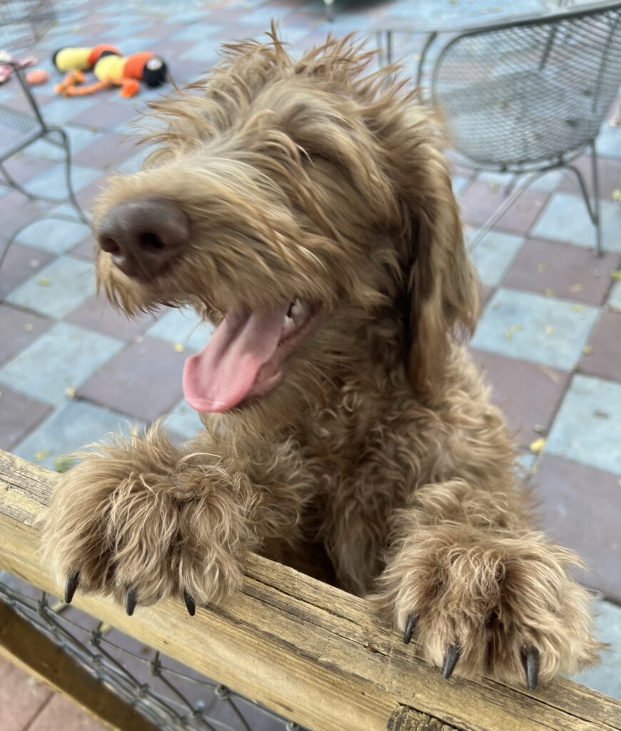 Adopted: Ms Giggles: Kitties Green Collar Girl: Chocolate Labradoodle ...