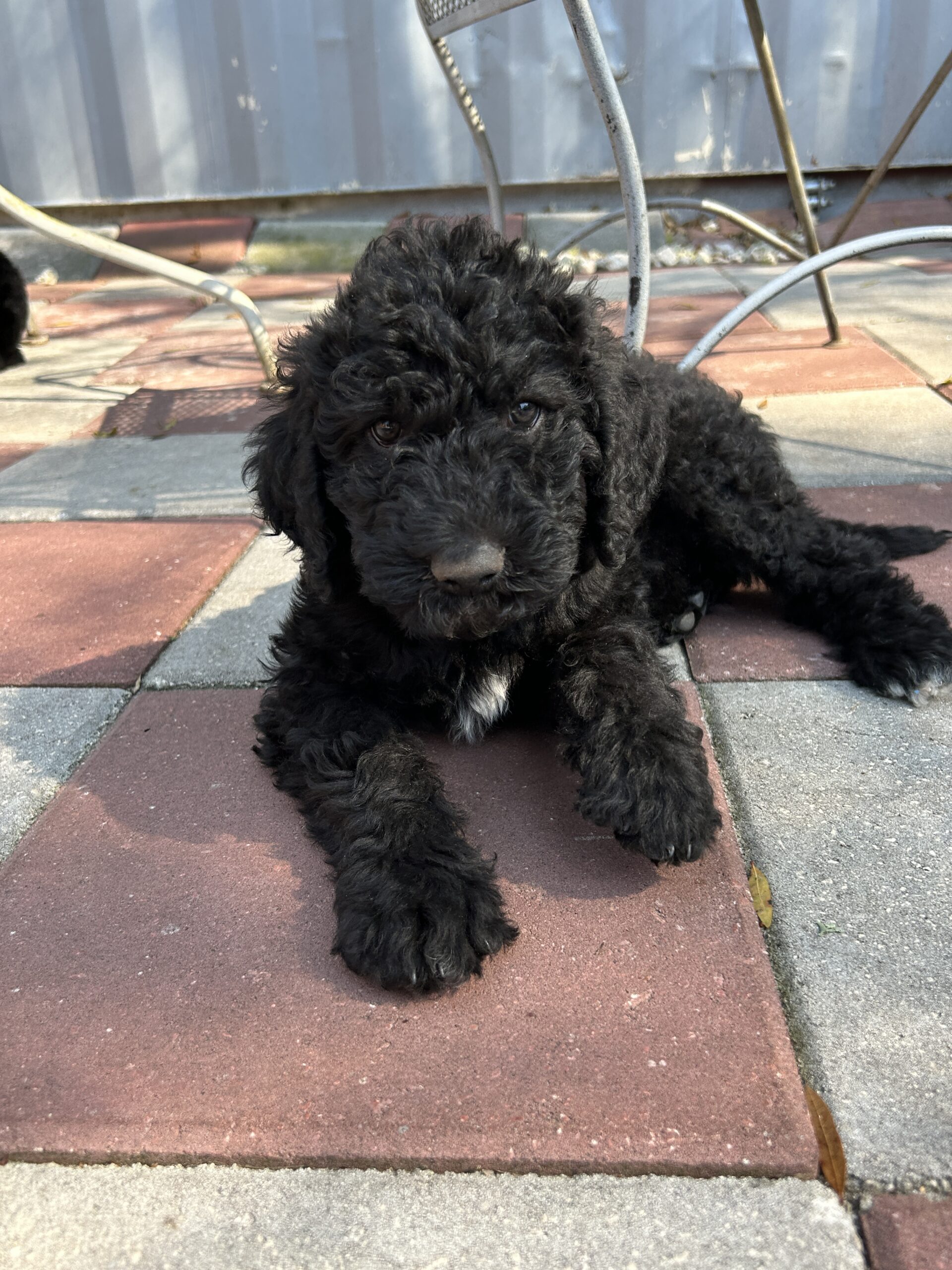 Xena: Red Collar Boy: Multi Generation Black Labradoodle – Labradoodle ...
