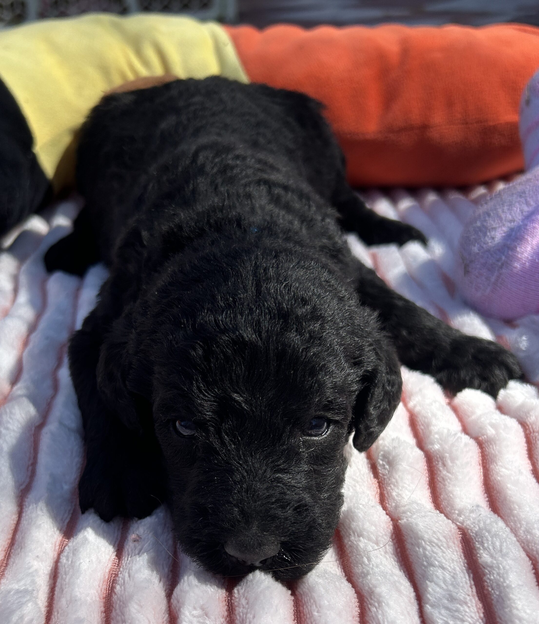 MEDIUM: Ronnie:Blue Collar Boy: Multi Generation Black Moyen ...