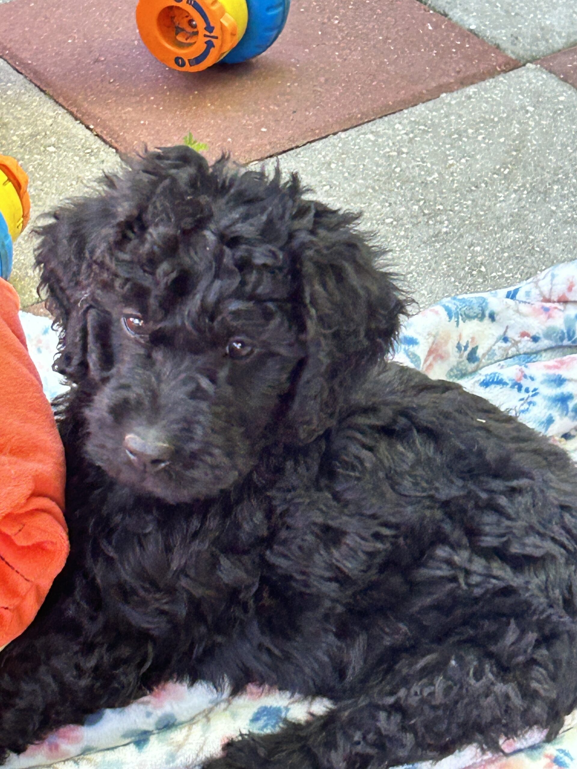 MEDIUM: Ronnie: Green Collar Boy: Multi Generation Black Moyen Labradoodle – Labradoodle Country