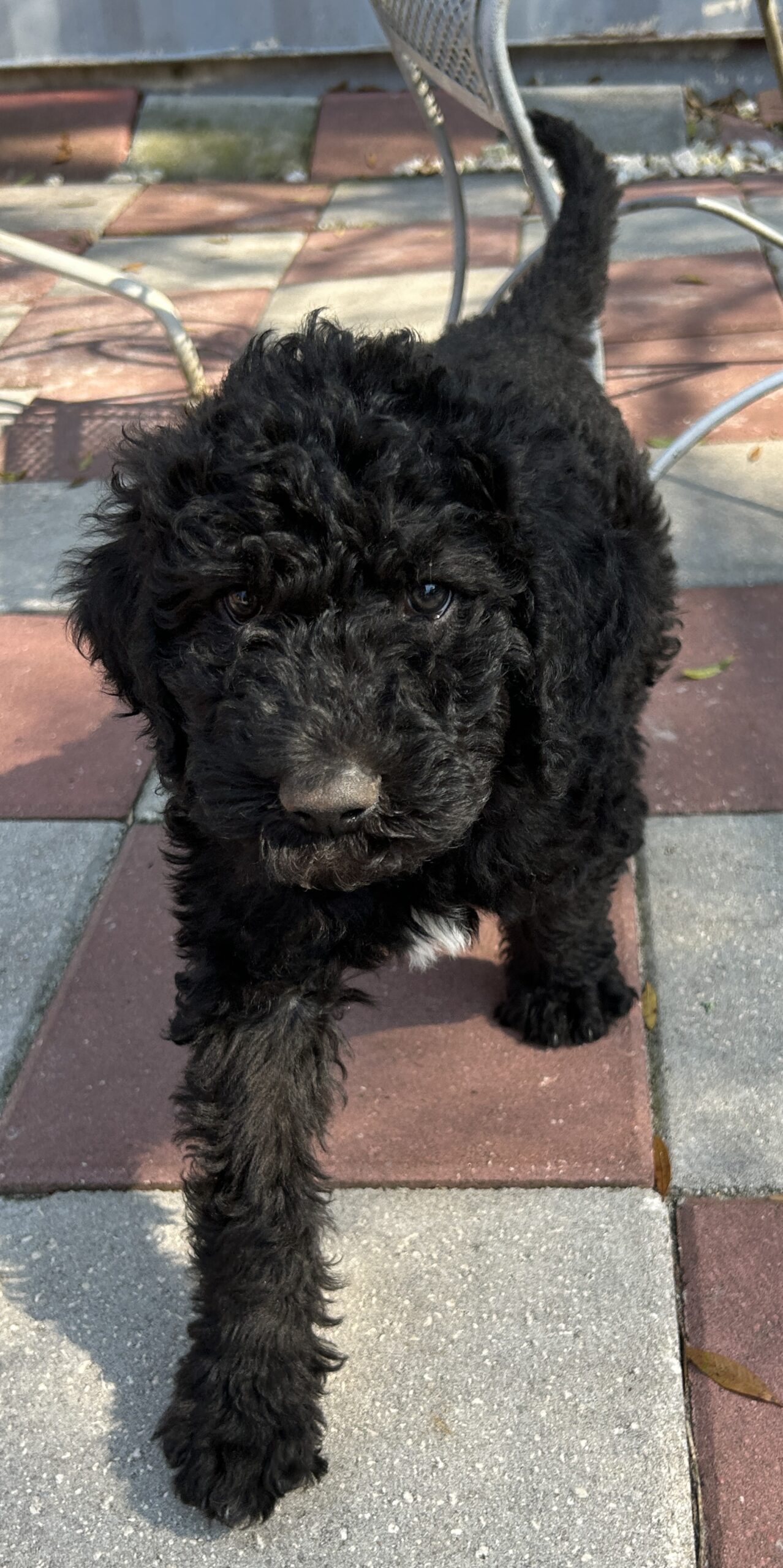 Xena: Red Collar Boy: Multi Generation Black Labradoodle – Labradoodle ...