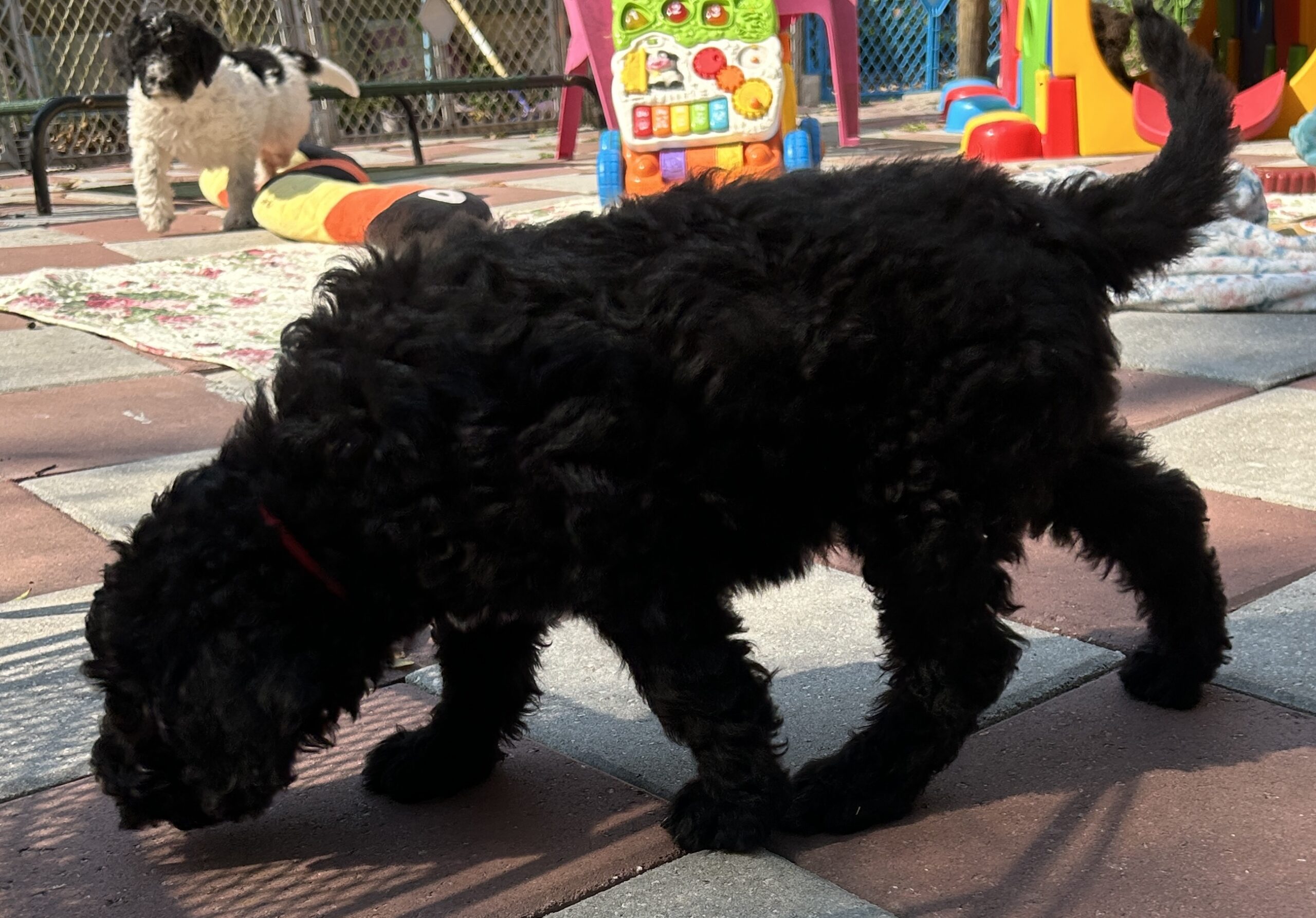Xena: Red Collar Boy: Multi Generation Black Labradoodle – Labradoodle ...