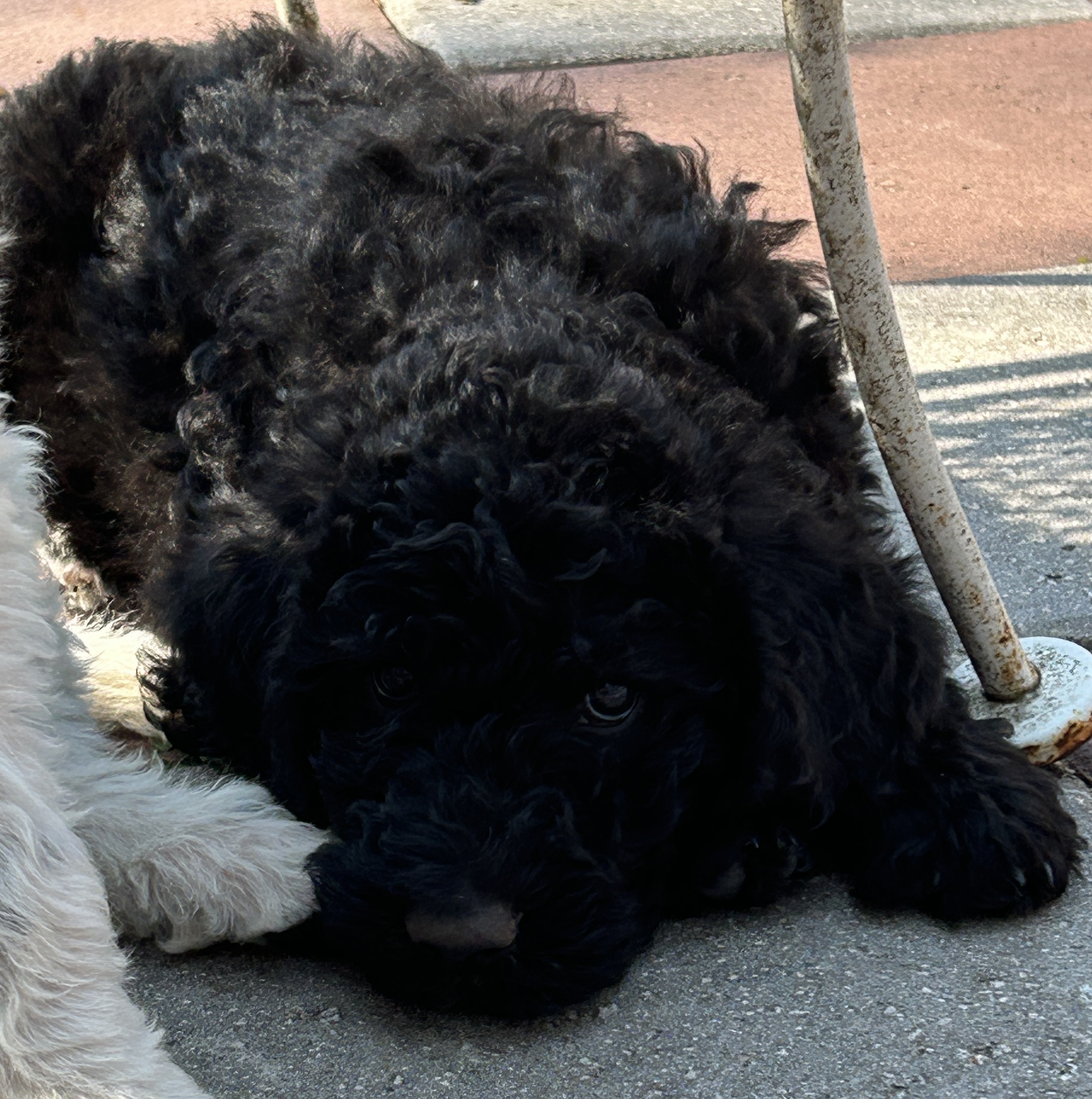 Xena: Red Collar Boy: Multi Generation Black Labradoodle – Labradoodle ...