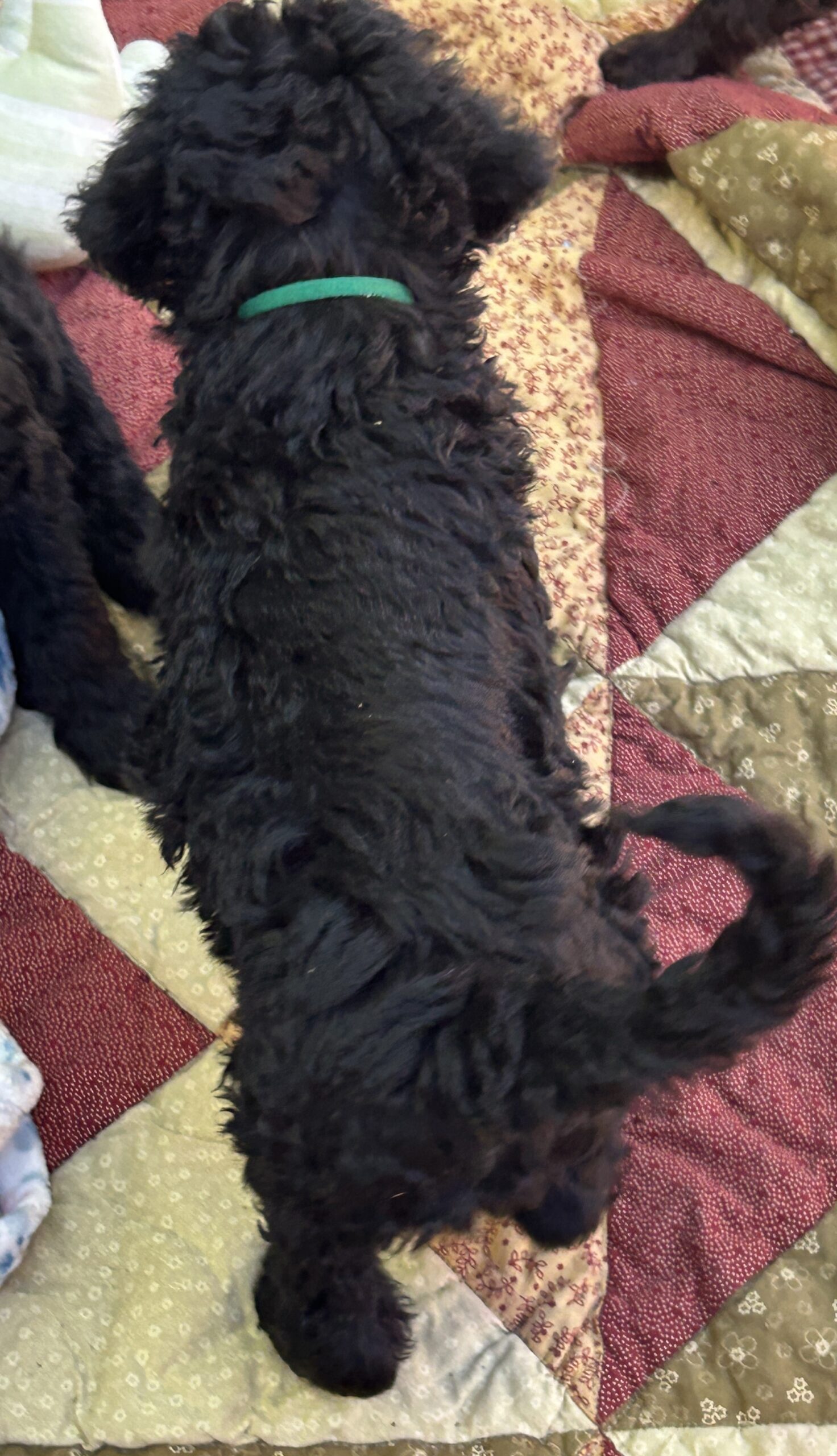 MEDIUM: Ronnie: Green Collar Boy: Multi Generation Black Moyen ...