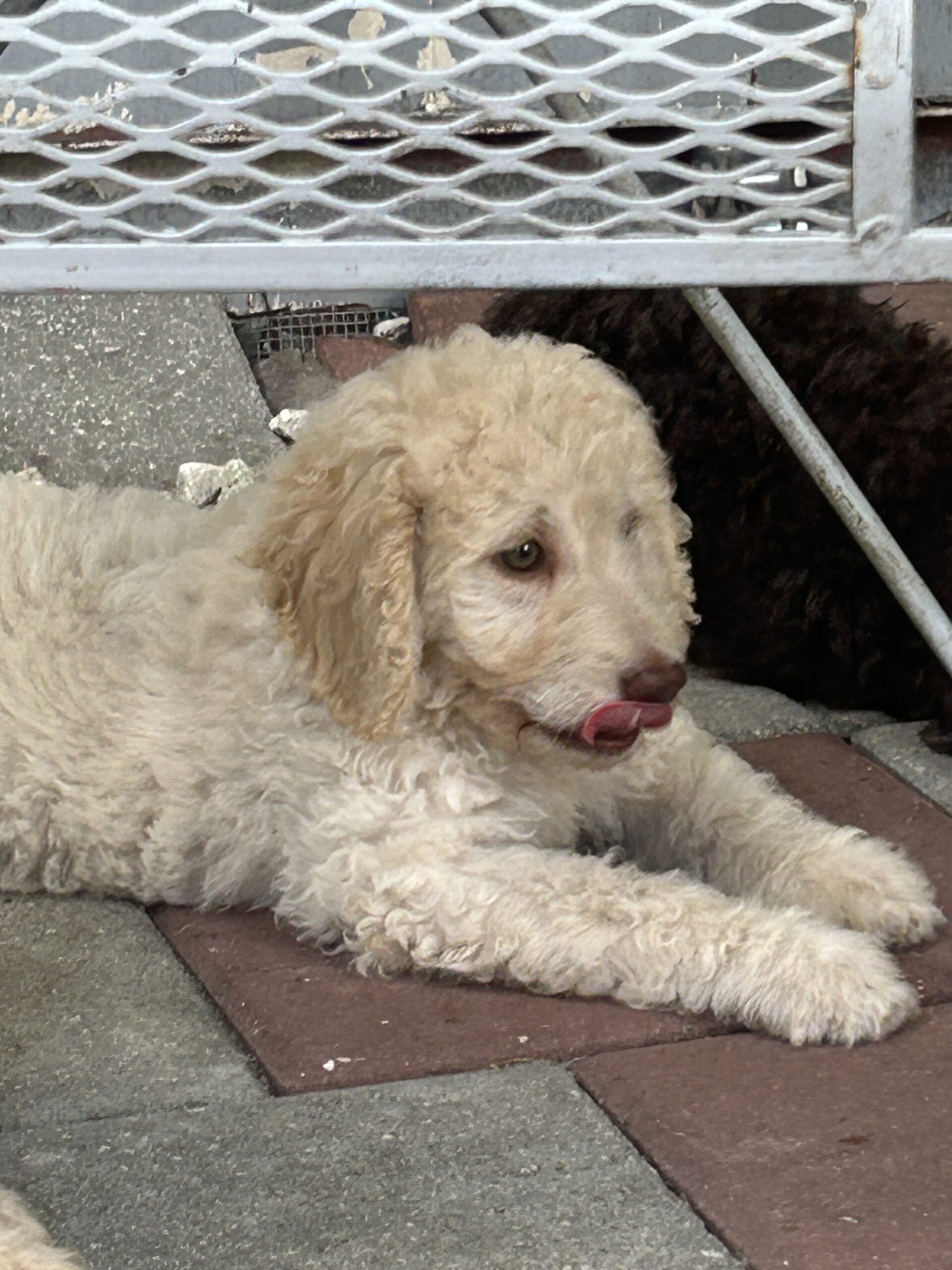 Diamonds Pink Collar Girl: Cream/White Moyen (Medium) Labradoodles ...