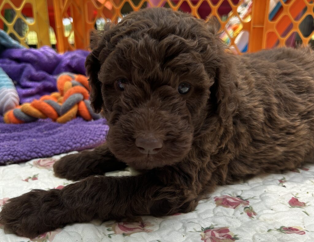 Ruby Orange Collar Girl: Multi Generation Chocolate Goldendoodle ...