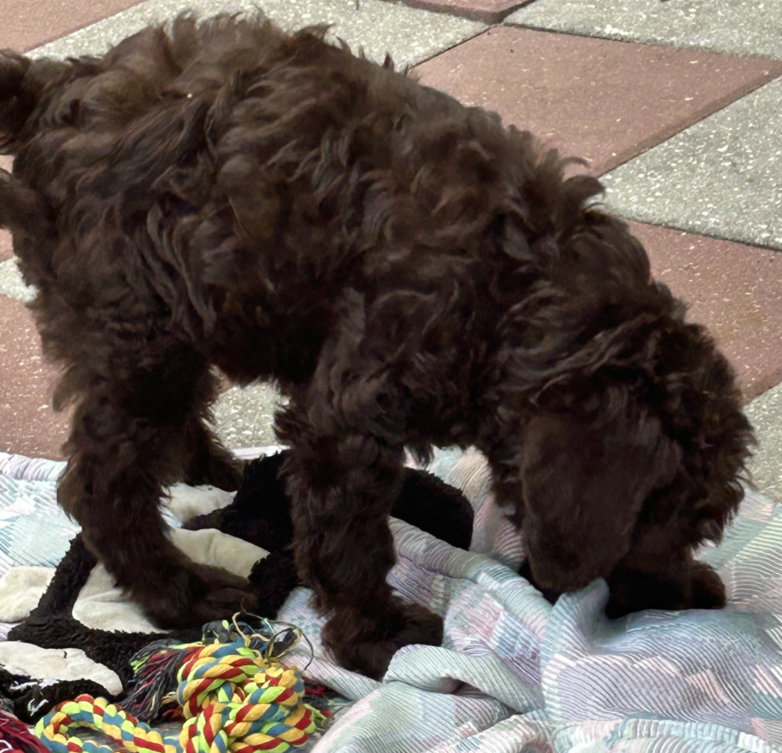 Diamonds White Collar Girl: Chocolate Moyen (Medium) Labradoodles ...